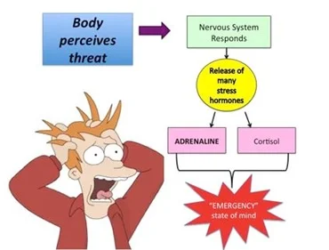 Anatomy and Physiology of Anxiety