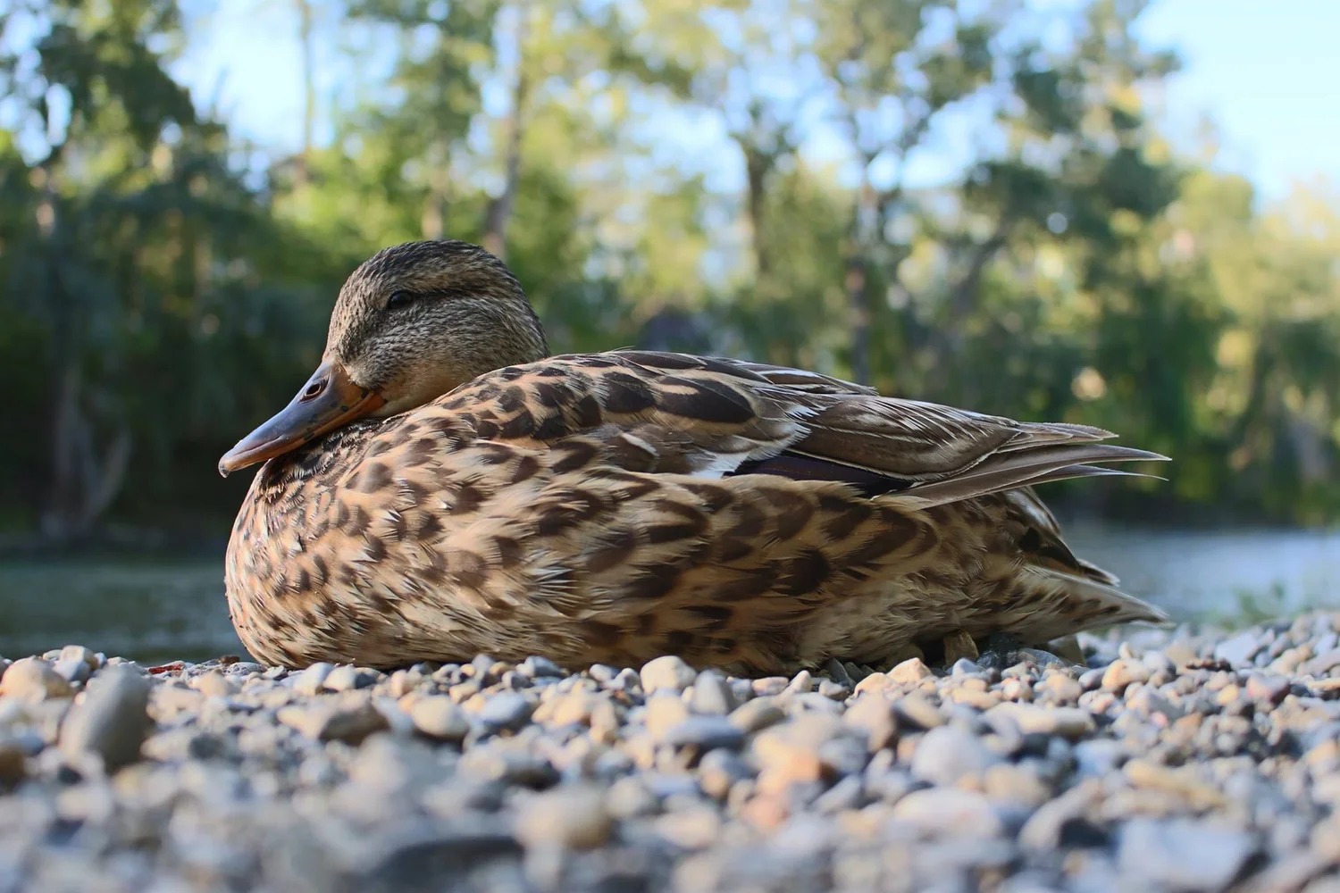 Ben Moon Photography Blind Pilot