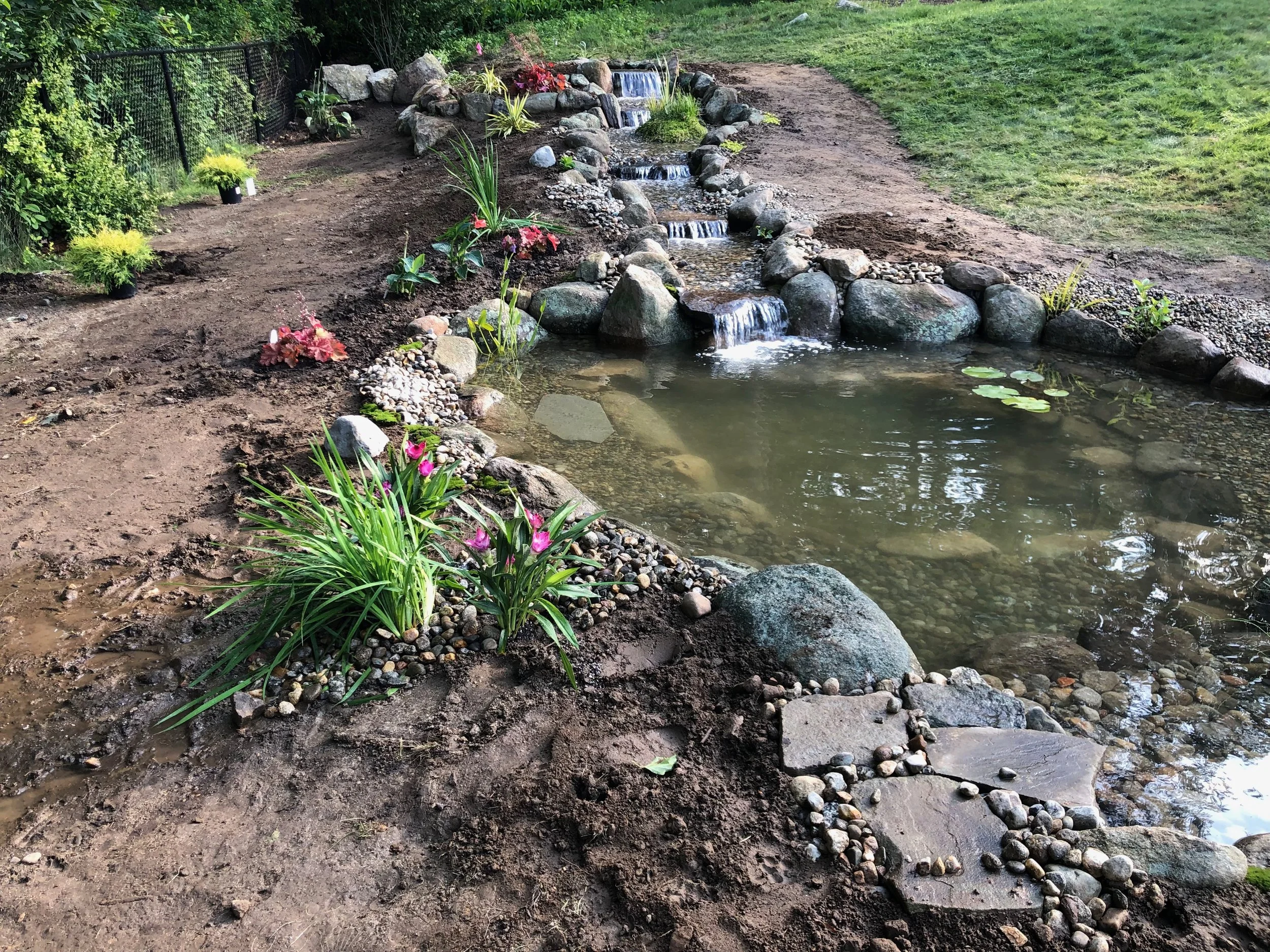 Pond Planting — Kate Pineo