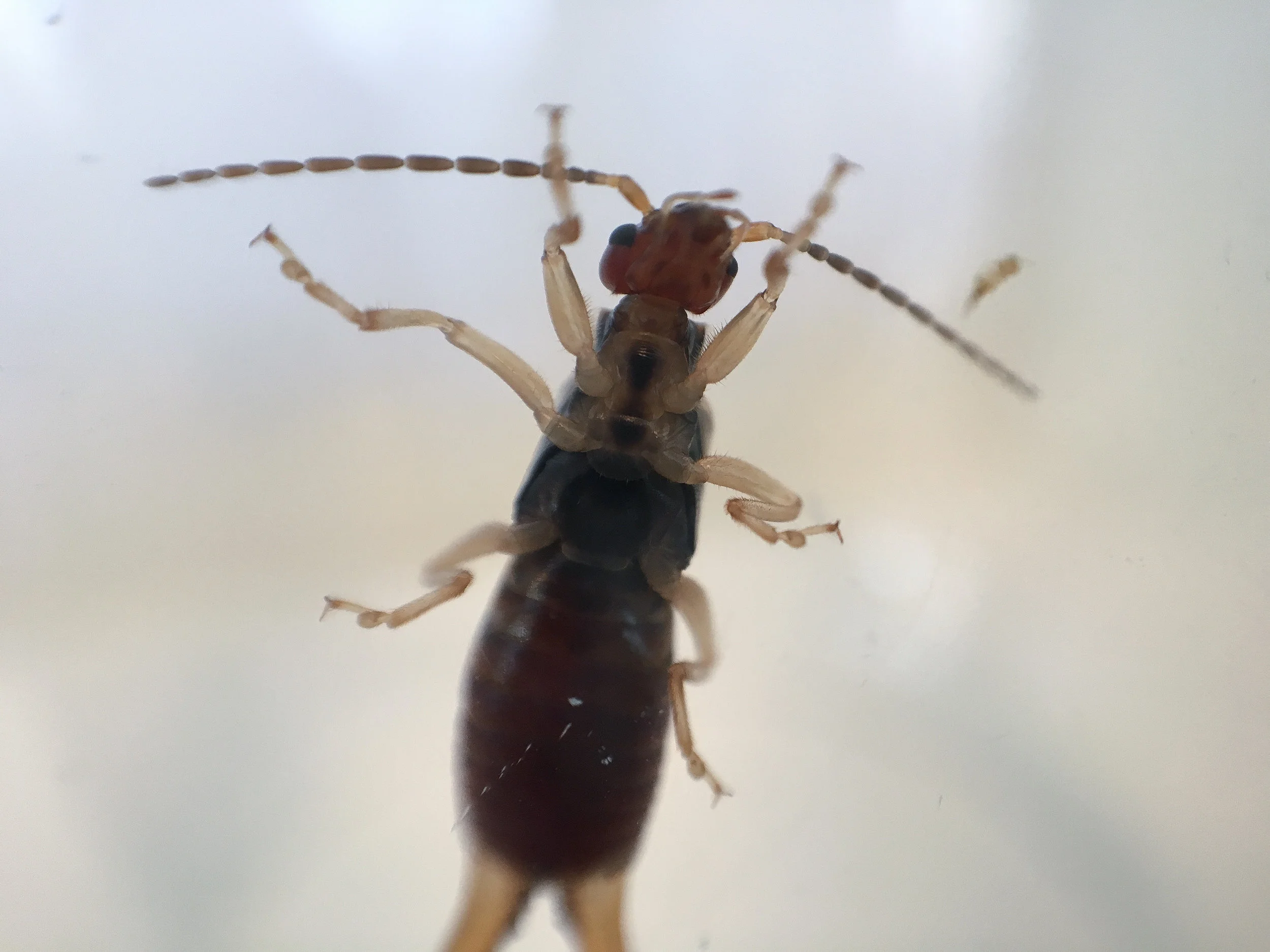 Earwigs do not crawl in your ears — Rowena Jayne