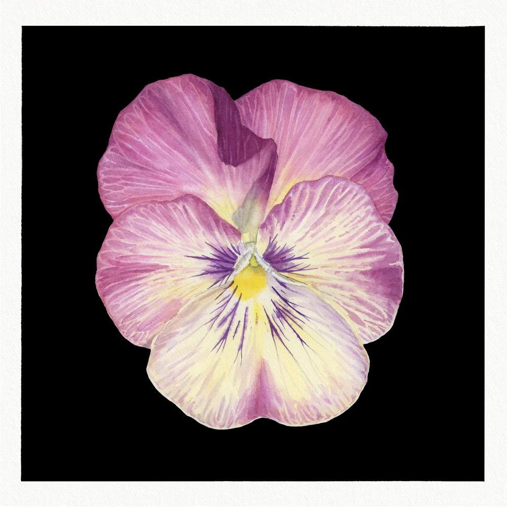 Tram Colwin Art — Portfolio