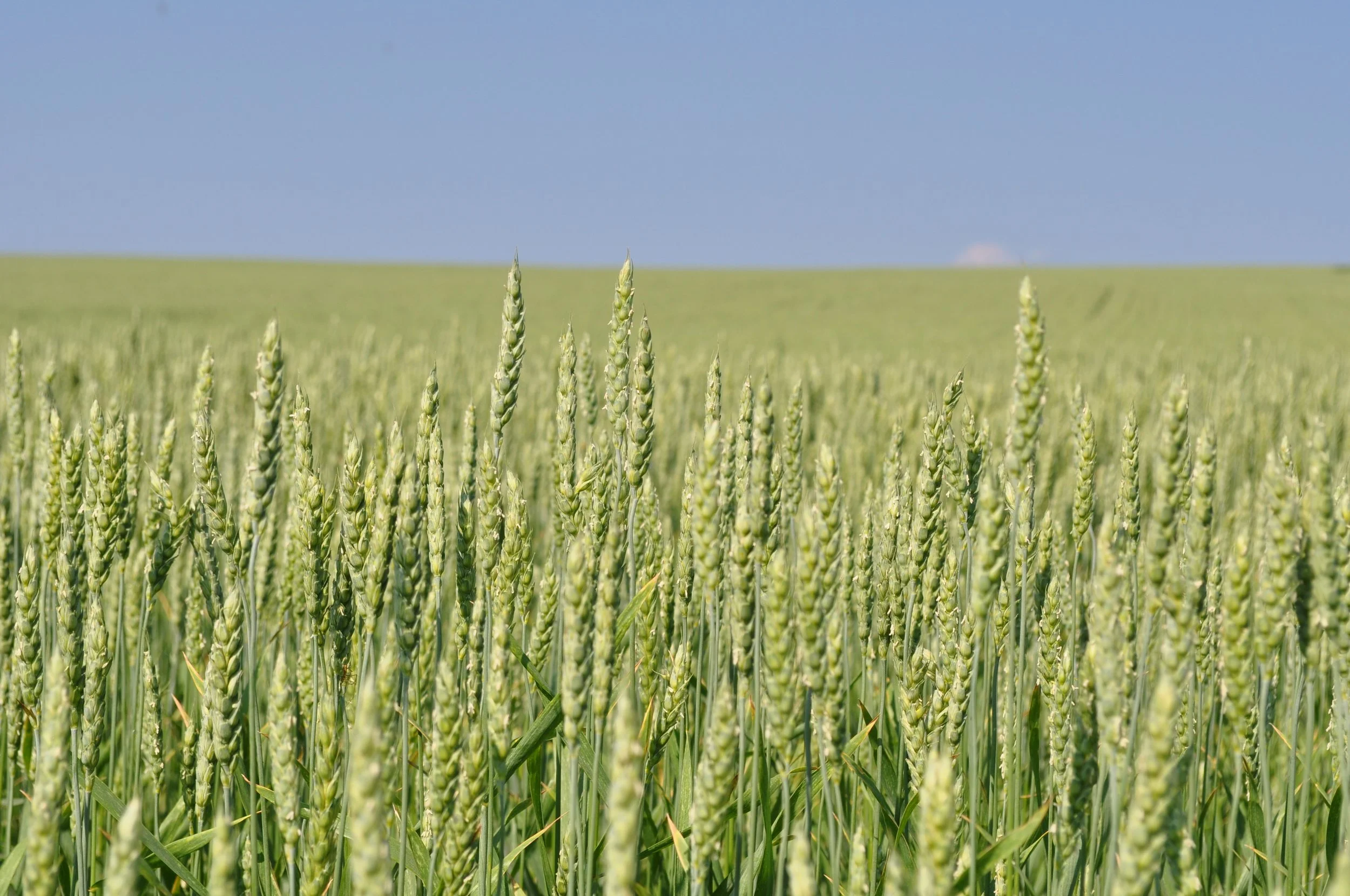 Wheat — Hallett's Hay & Seed