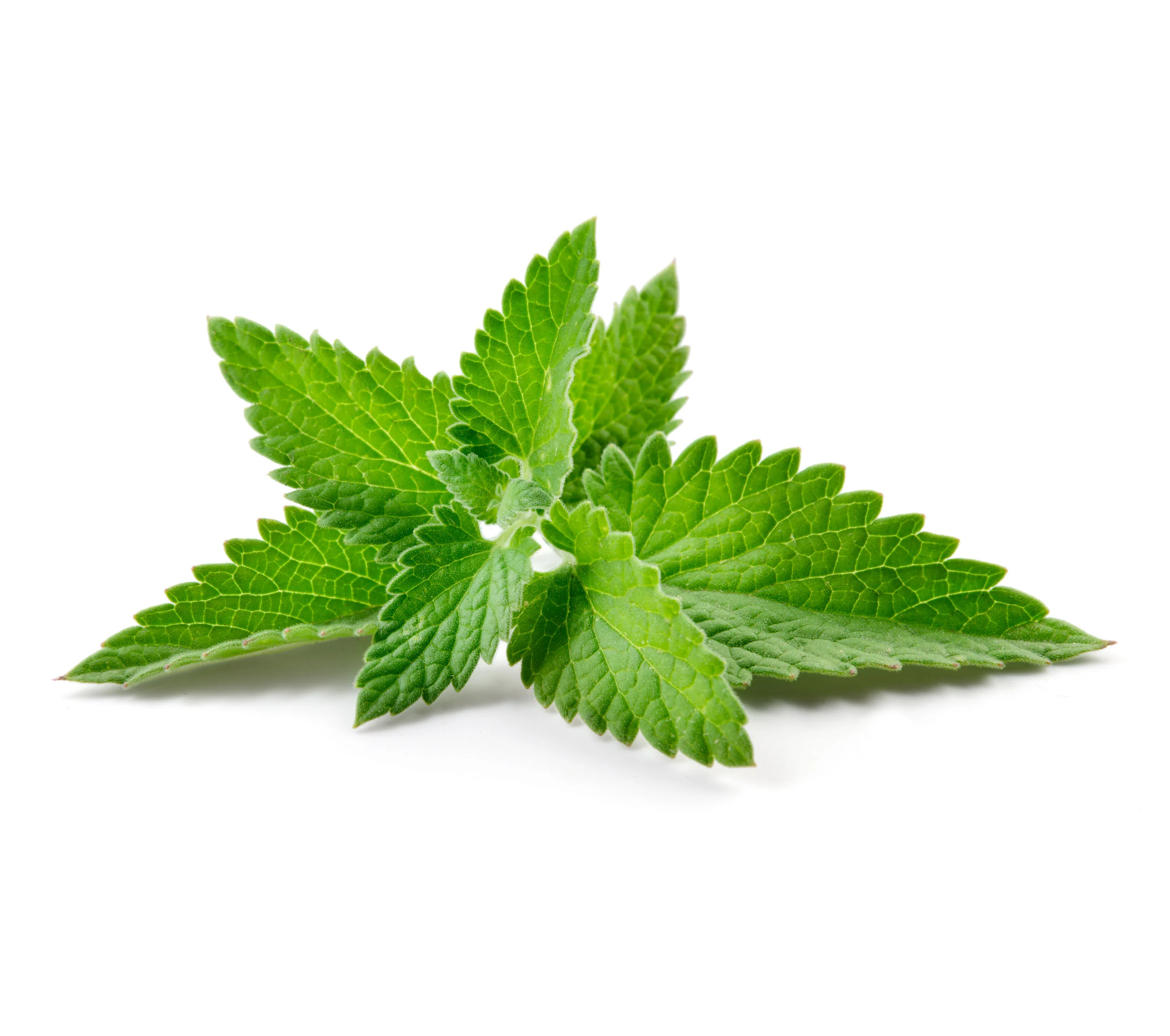 Mint — Livingston Farms