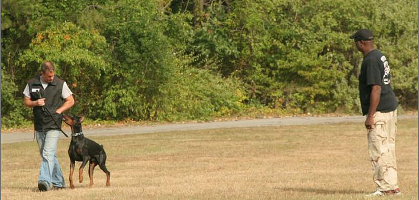 Frank D'Andrea — Paw Pals