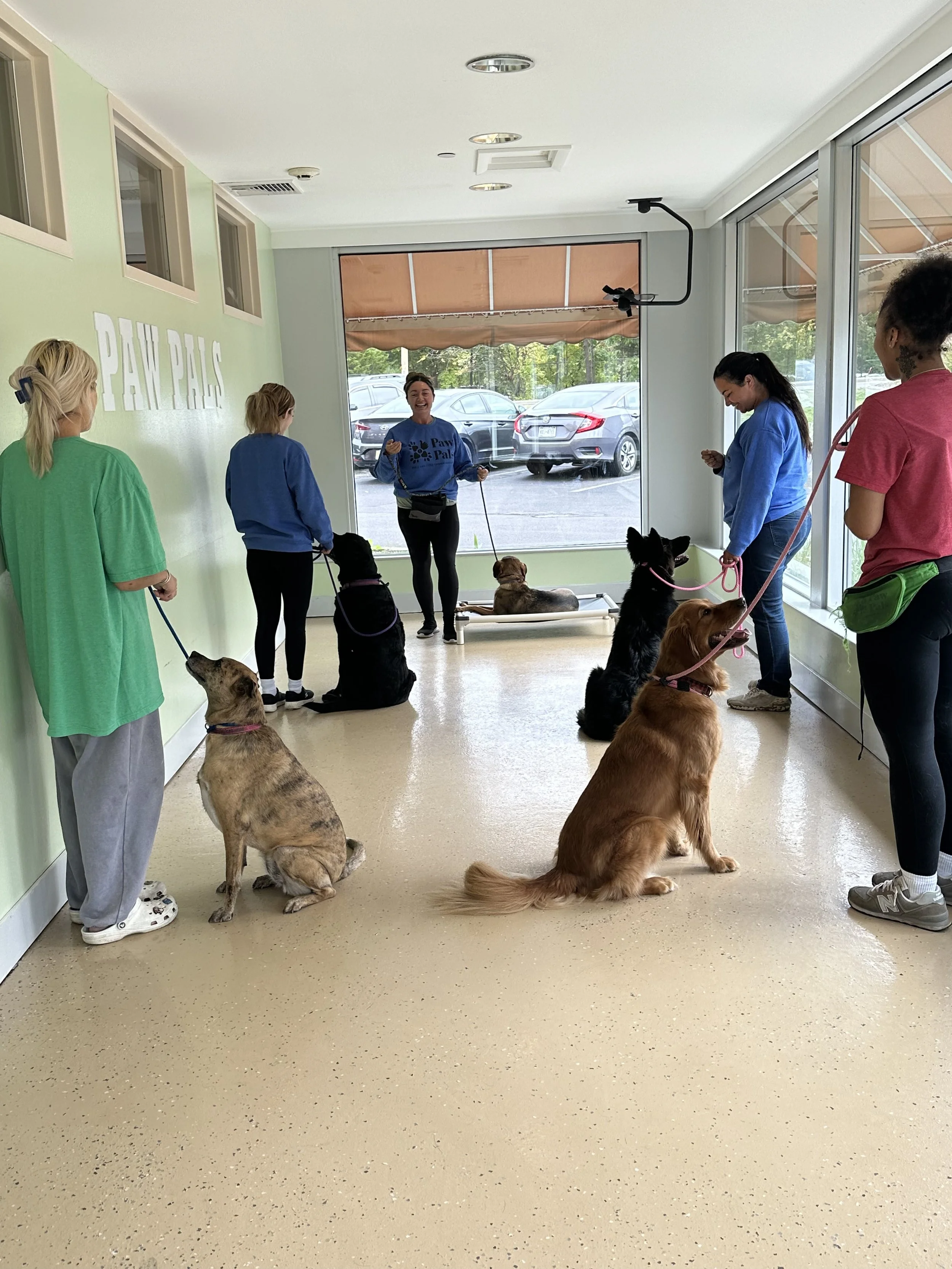 Group Dog Training — Paw Pals