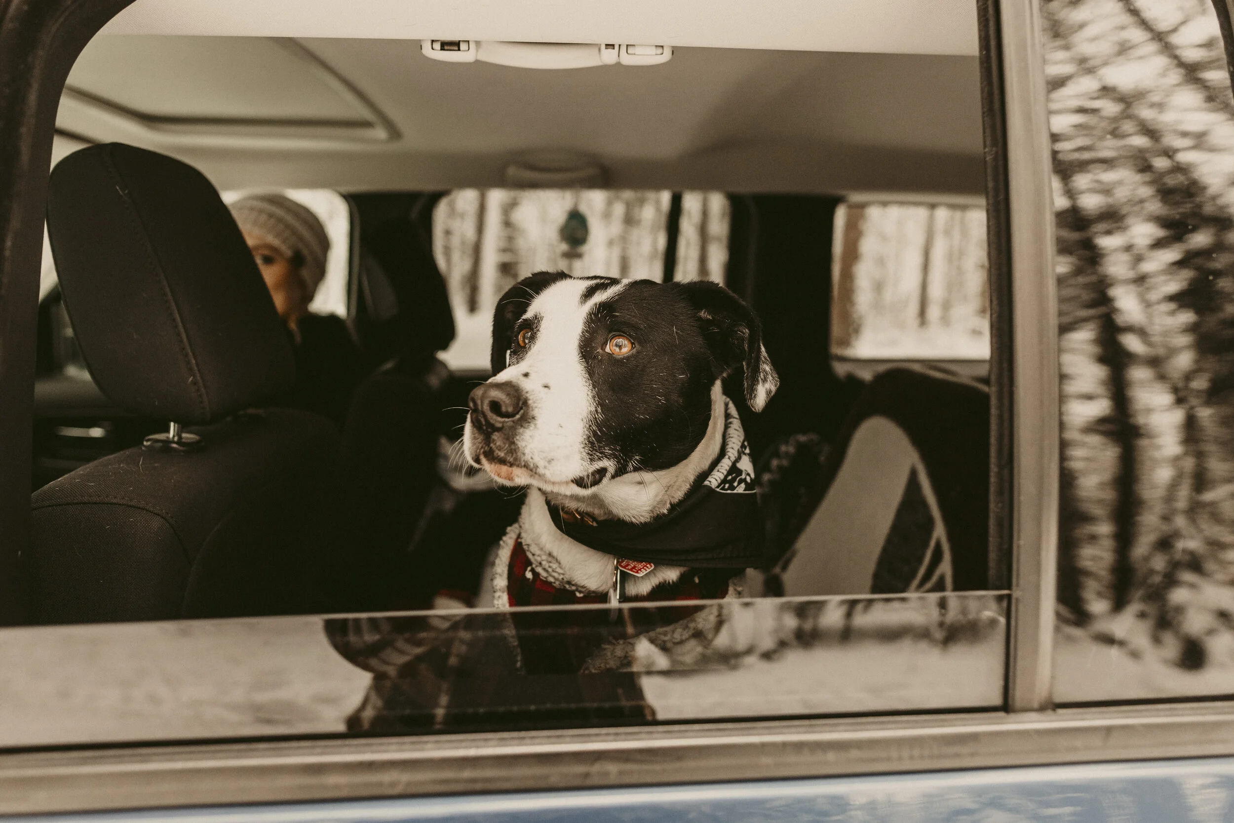 My Stray Dog's Story — Wisconsin Based Wedding and Elopement ...
