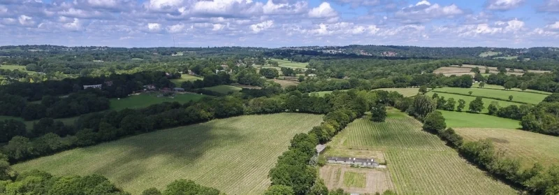 My Single Step — Hidden Spring Vineyard