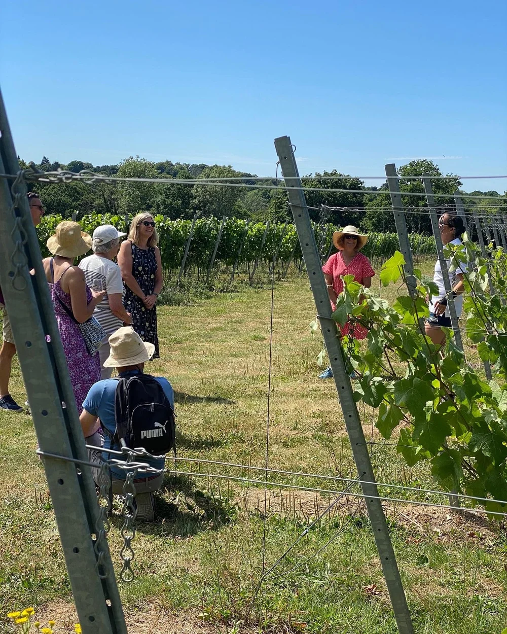 Hidden Spring Vineyard