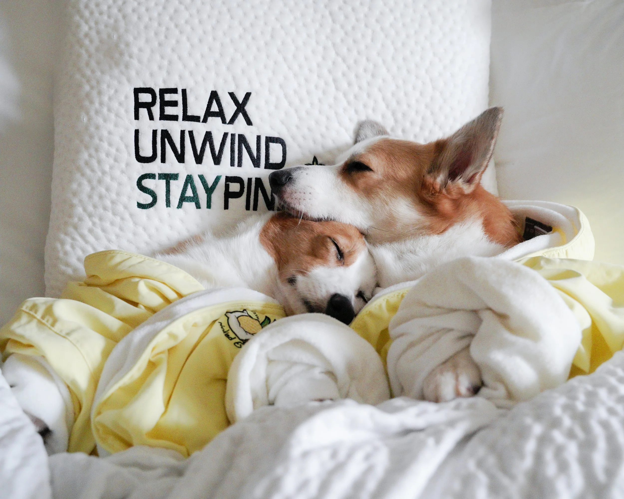 Matrimonio Corgi Corgi Dogs Married Couple, Wedding Day" Greeting Card