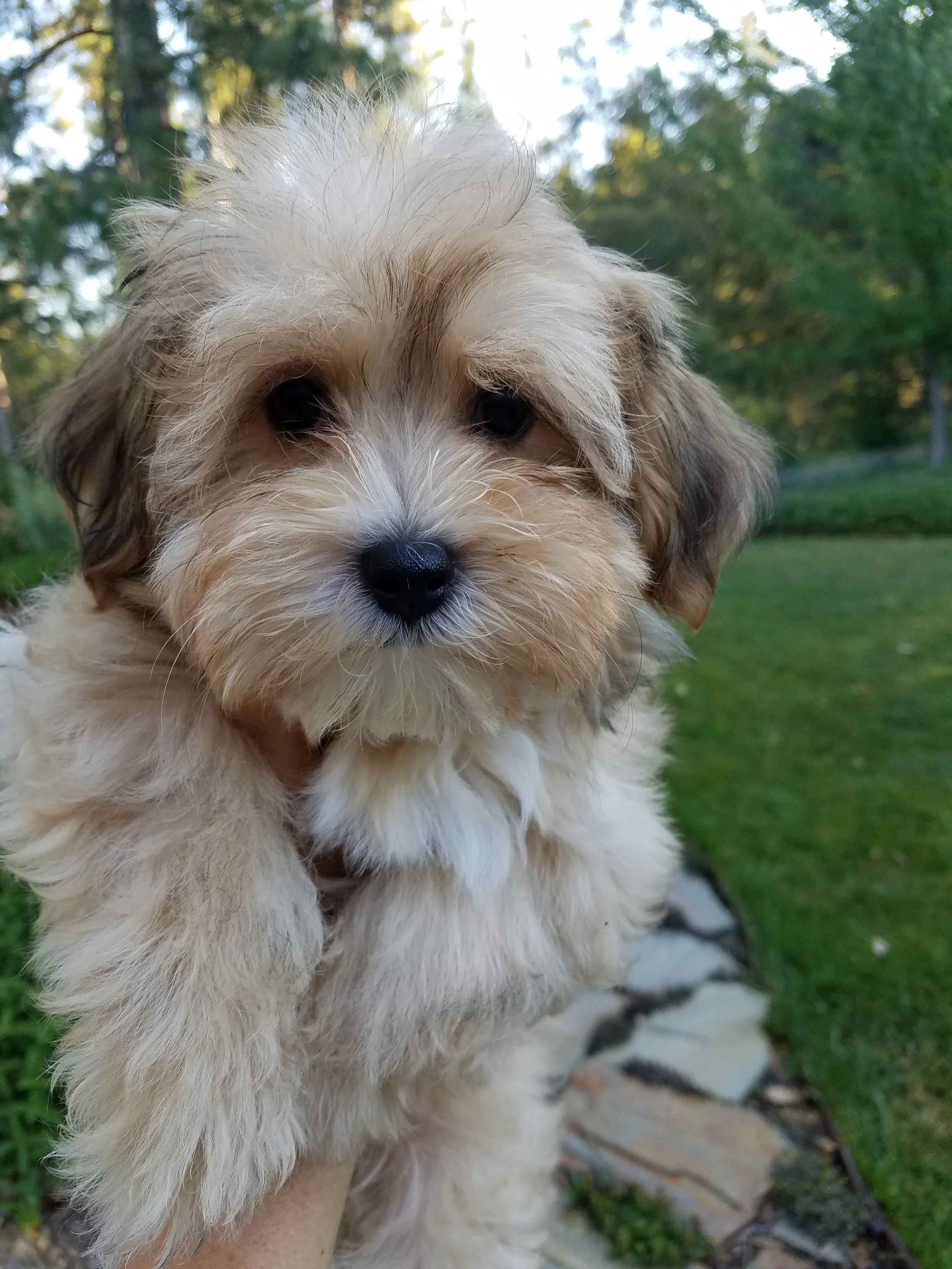 puppies — California Havanese