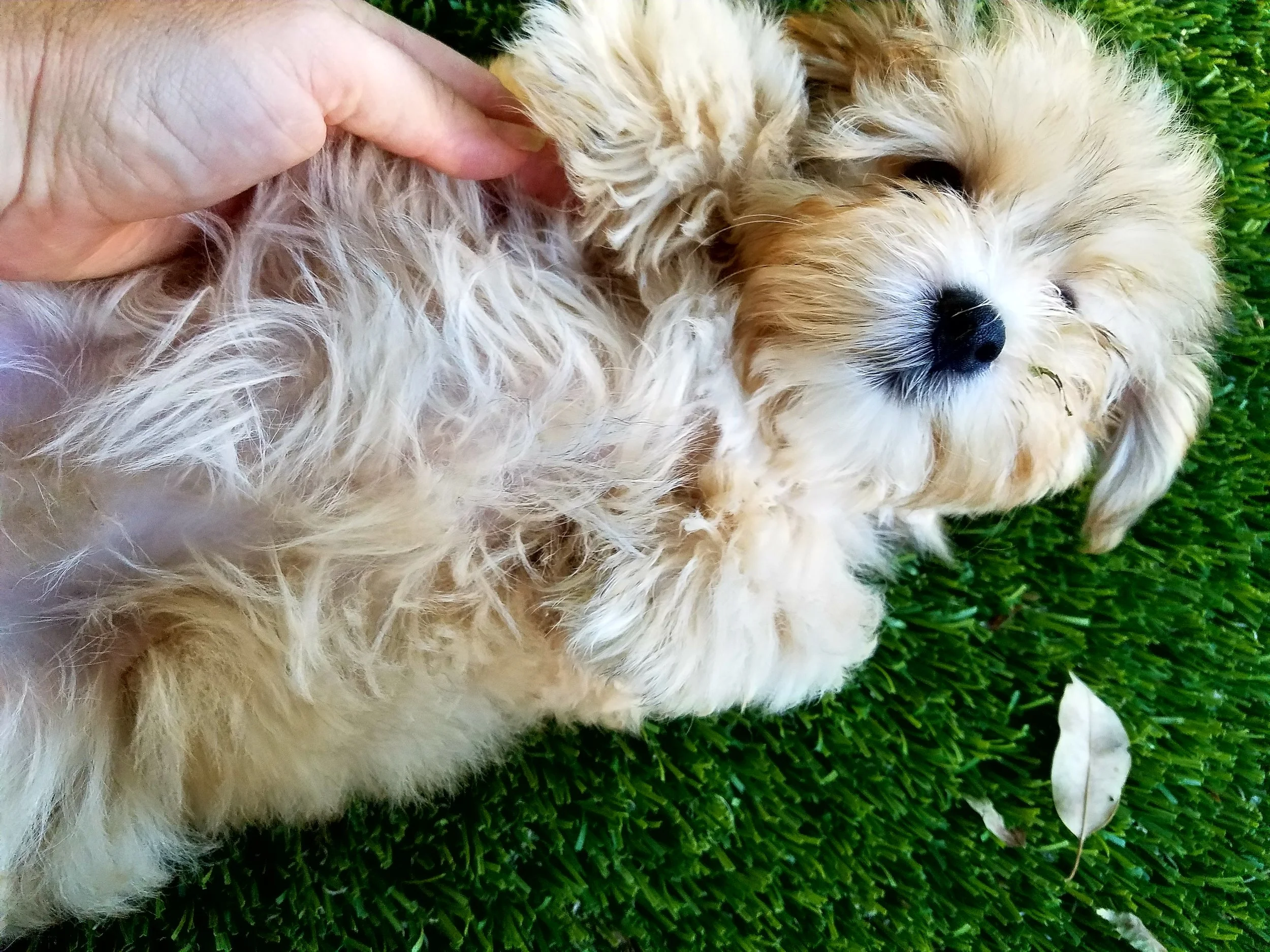 puppies — California Havanese