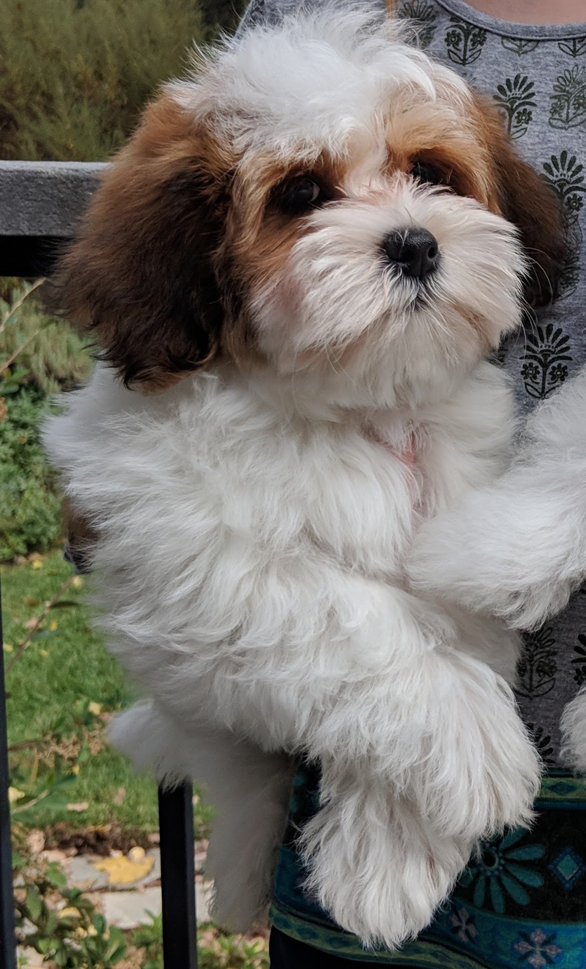 our havanese — California Havanese