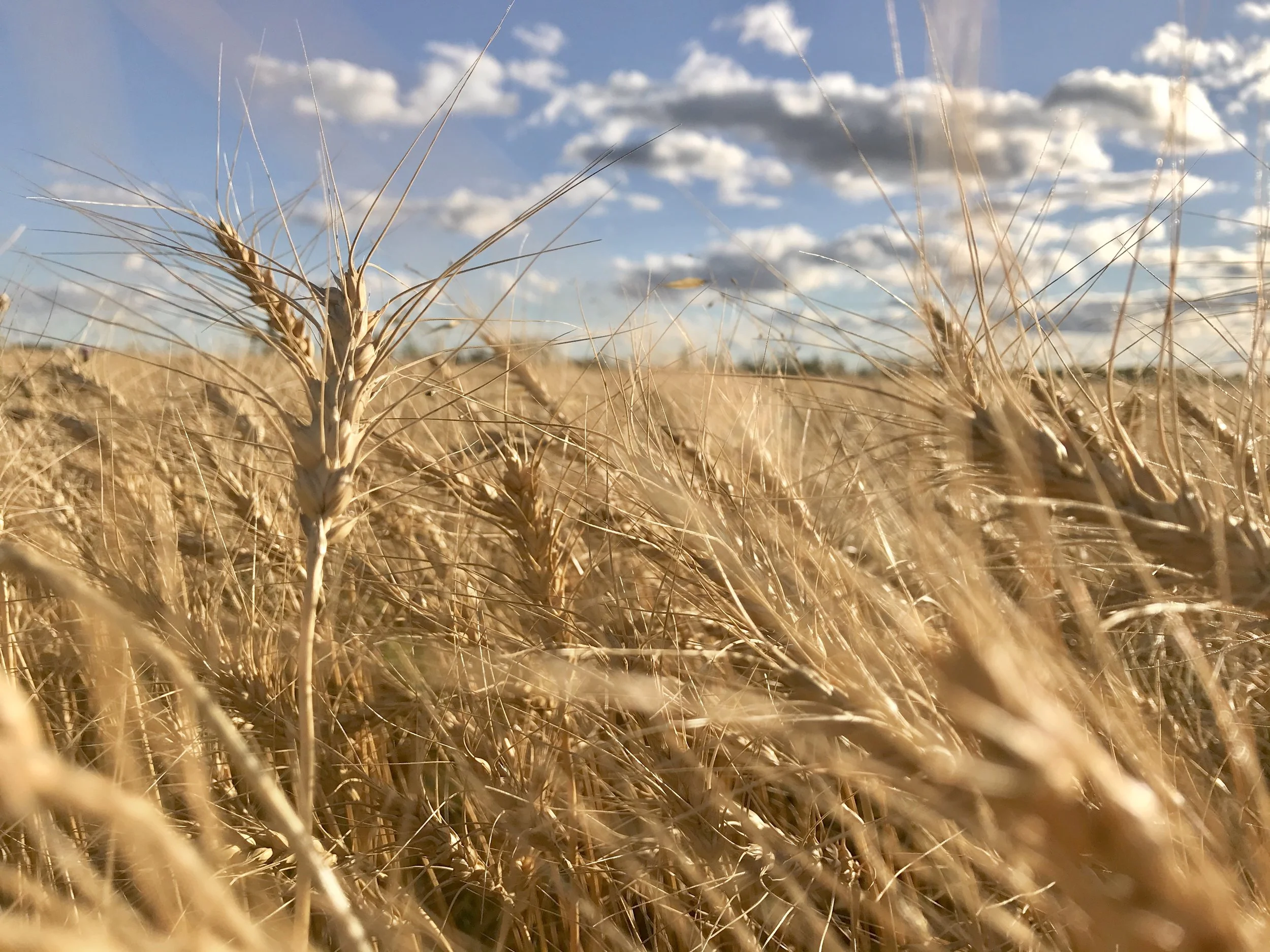 The Bordertown Milling Company