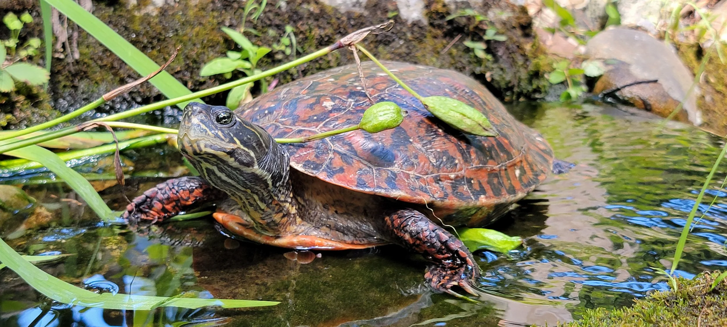 Blue Ridge Wildlife Center