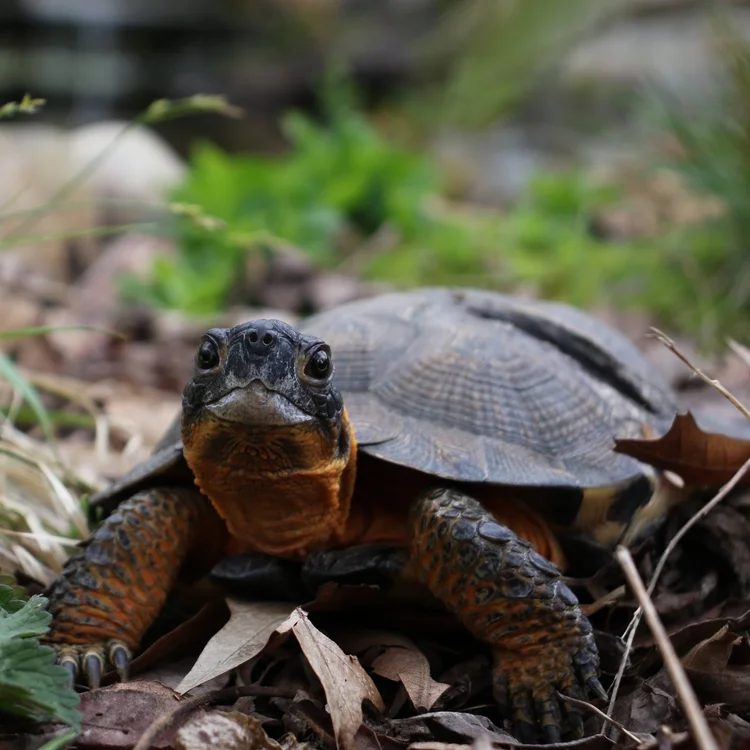 Education Programs — Blue Ridge Wildlife Center