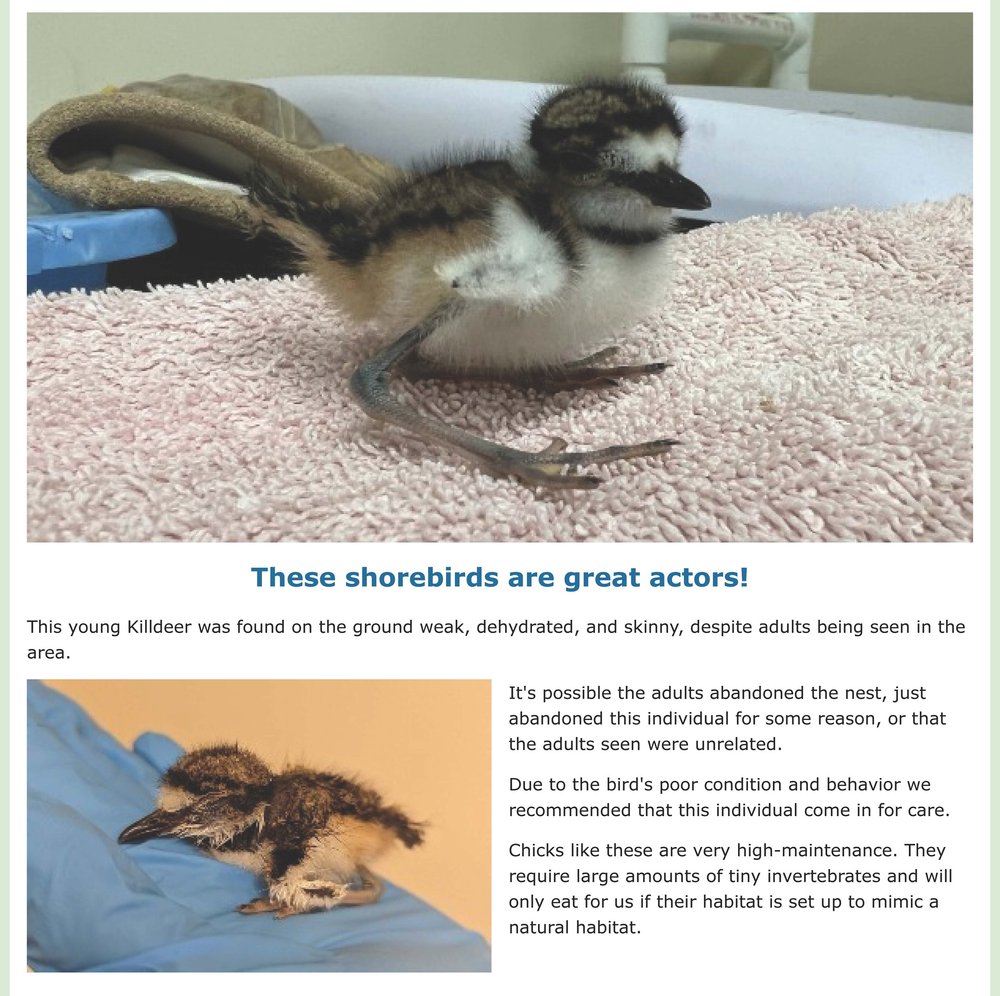 Blue Ridge Wildlife Center