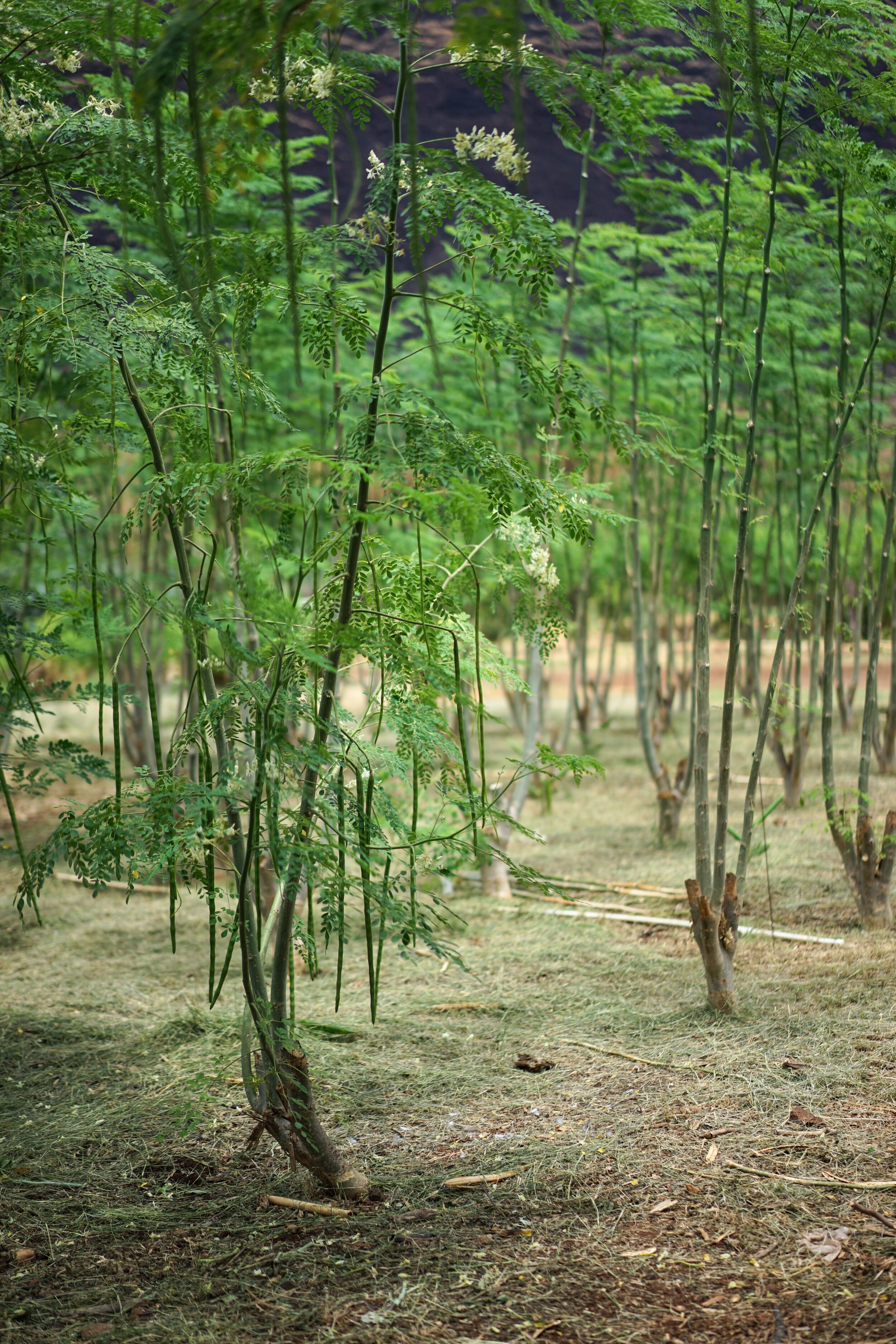 Mountain View Farms