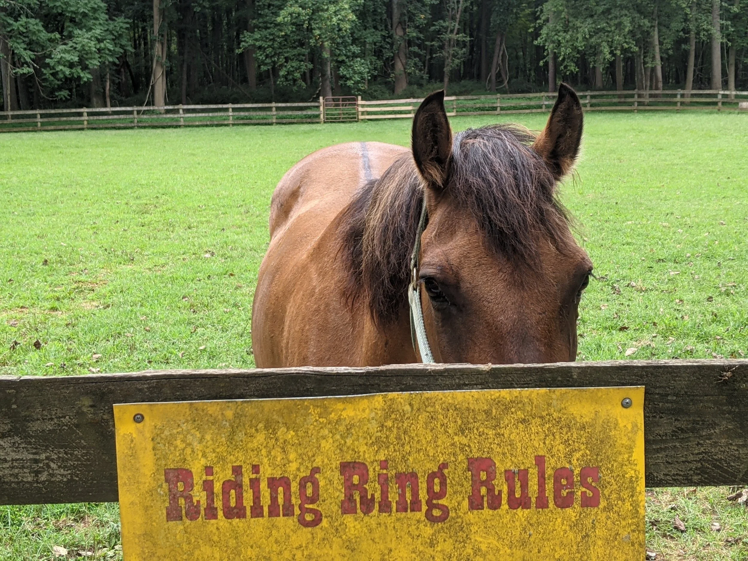 Attend as a Guest — League Maryland Horsemen