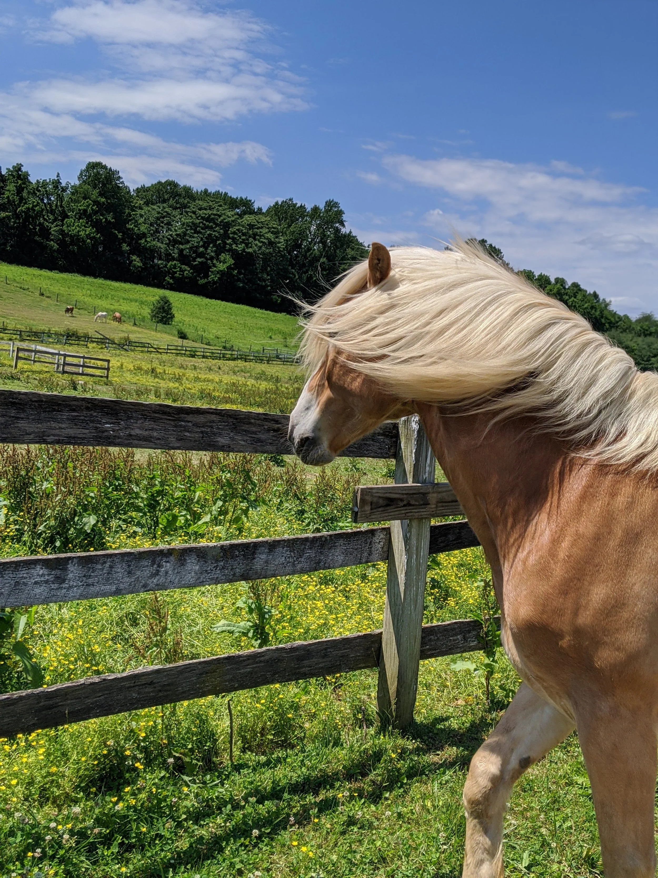 Attend as a Guest — League Maryland Horsemen