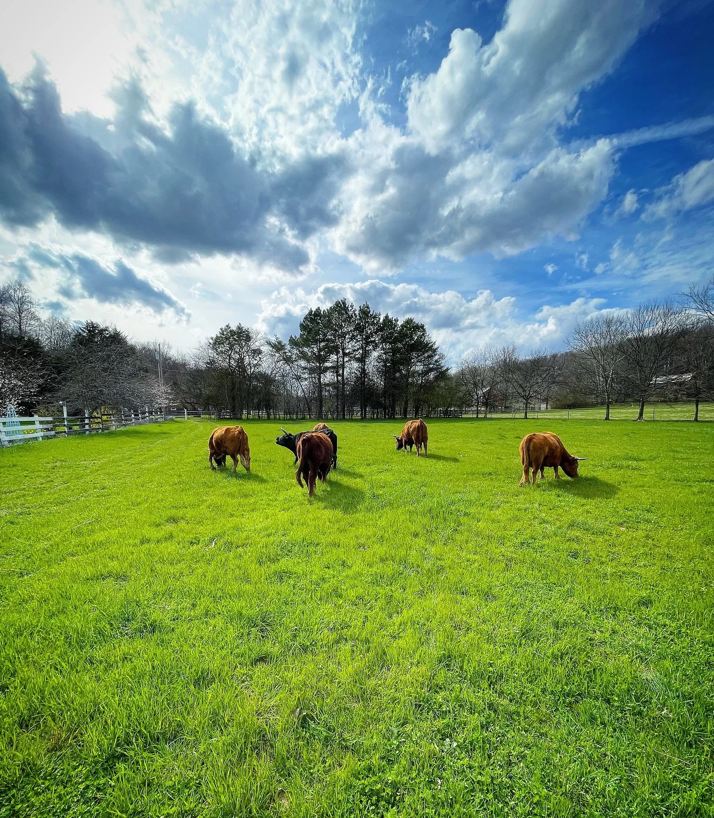 Clover Bell Farm