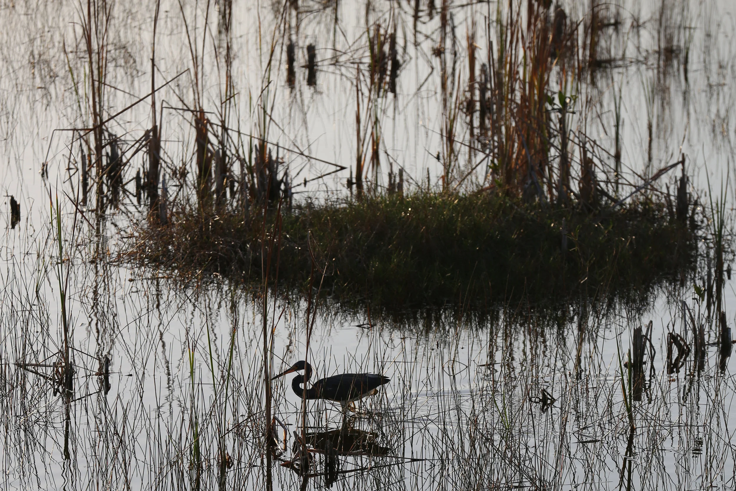 bird landscapes — joseph randell