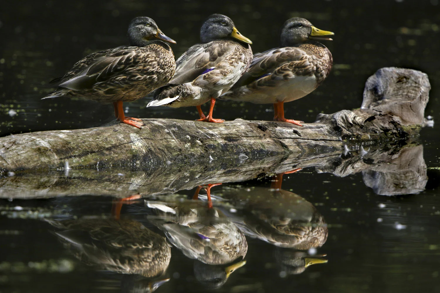 bird landscapes — joseph randell