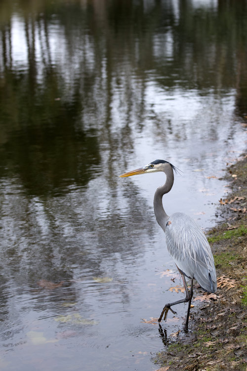 bird landscapes — joseph randell