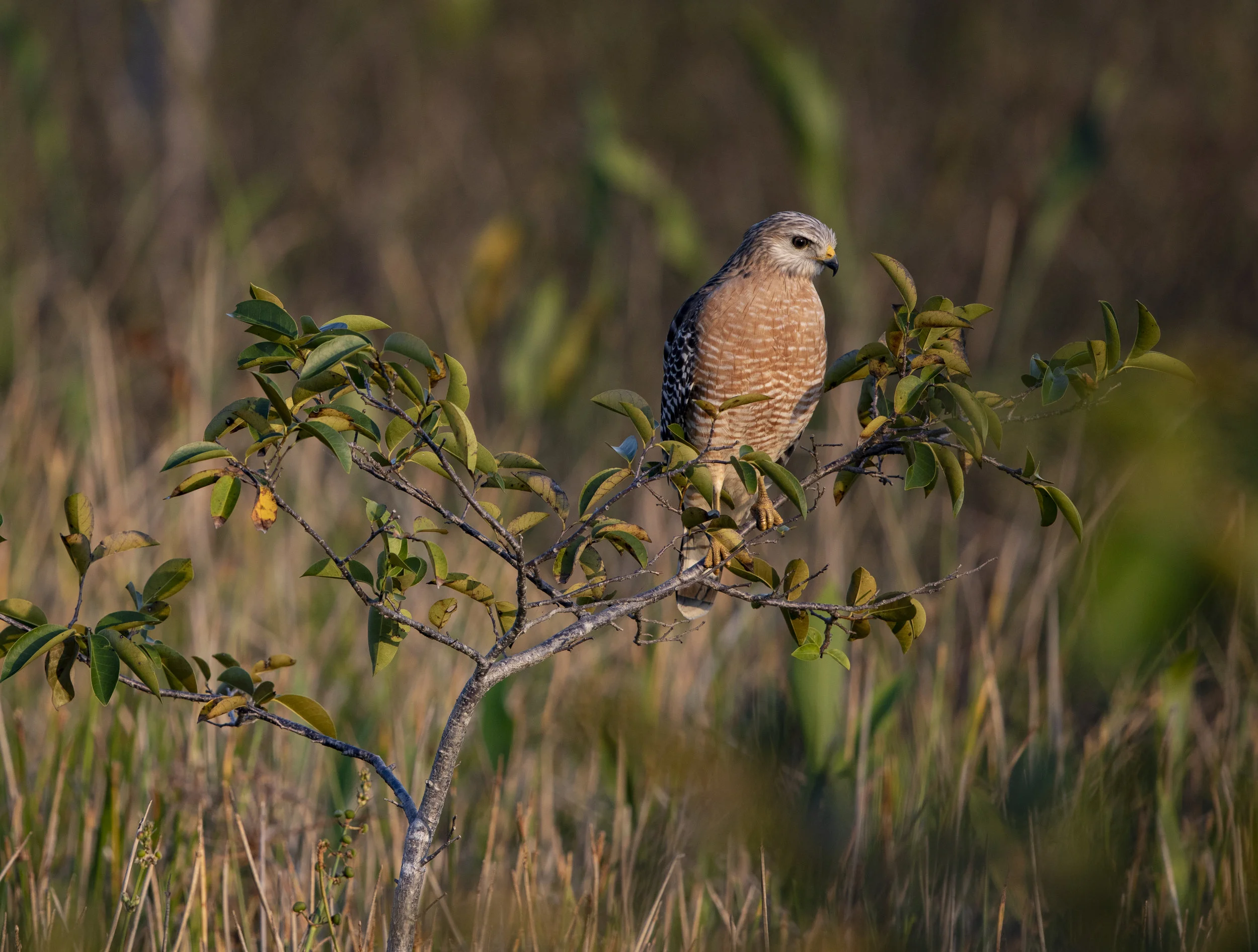 bird landscapes — joseph randell