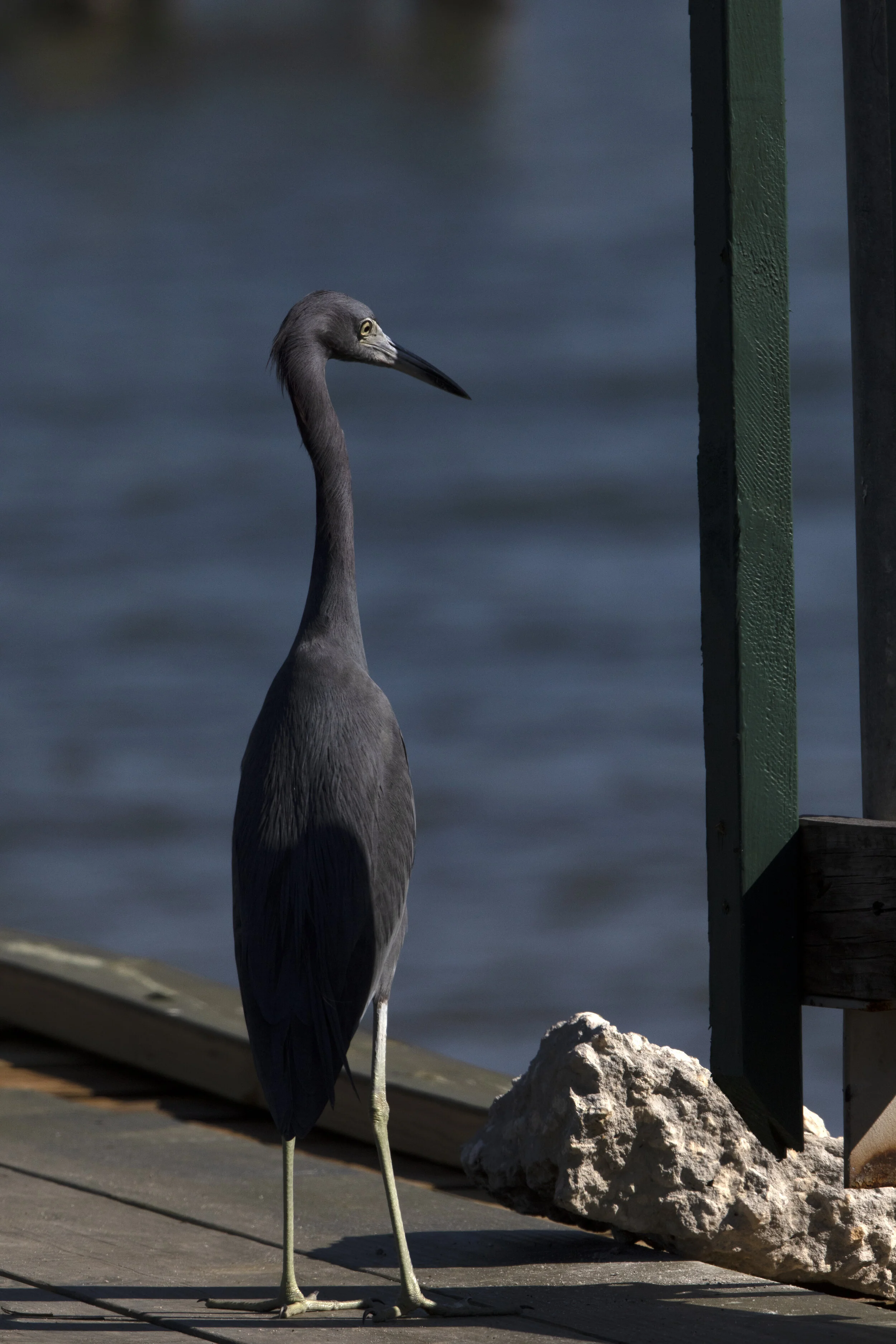 bird landscapes — joseph randell