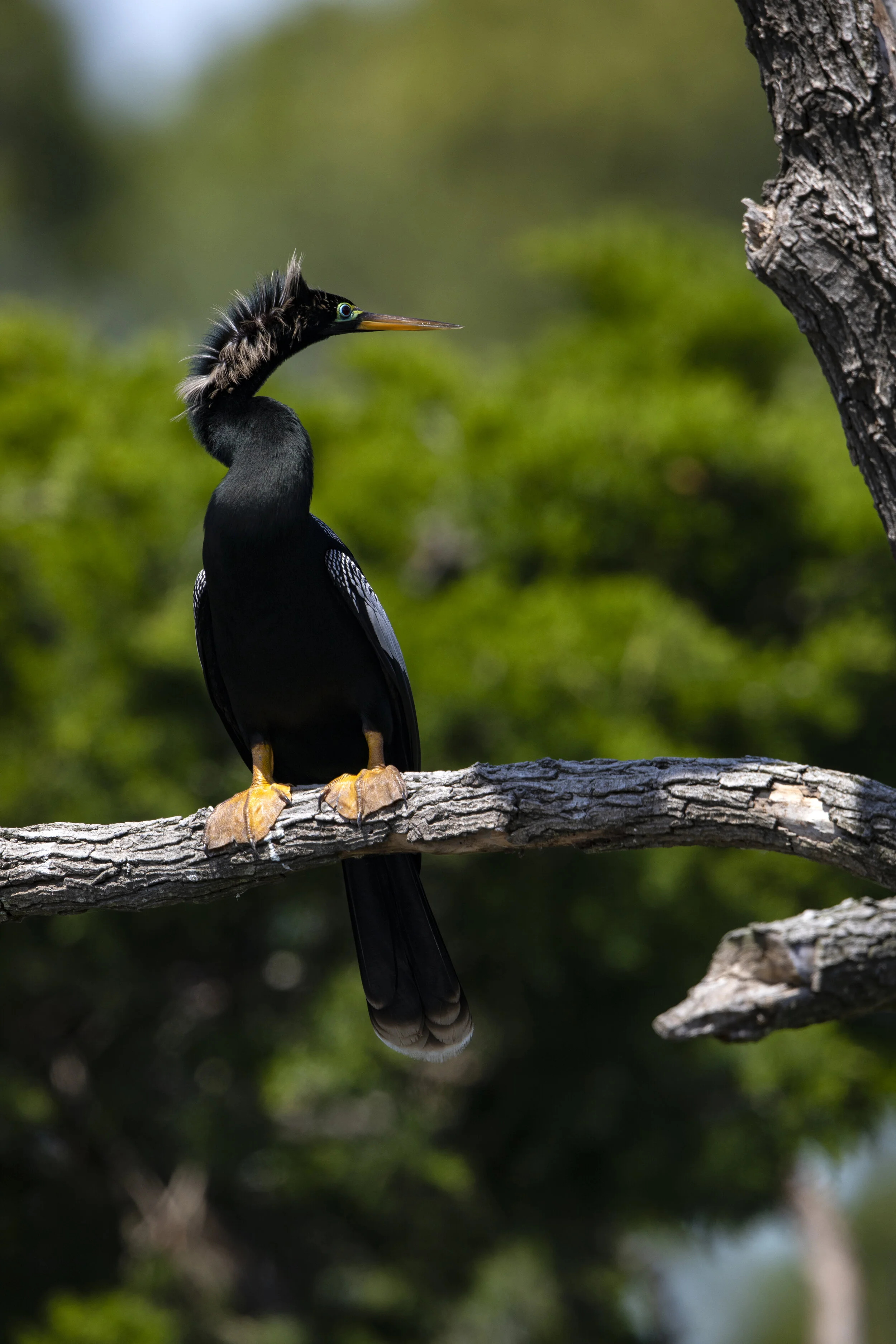 bird landscapes — joseph randell