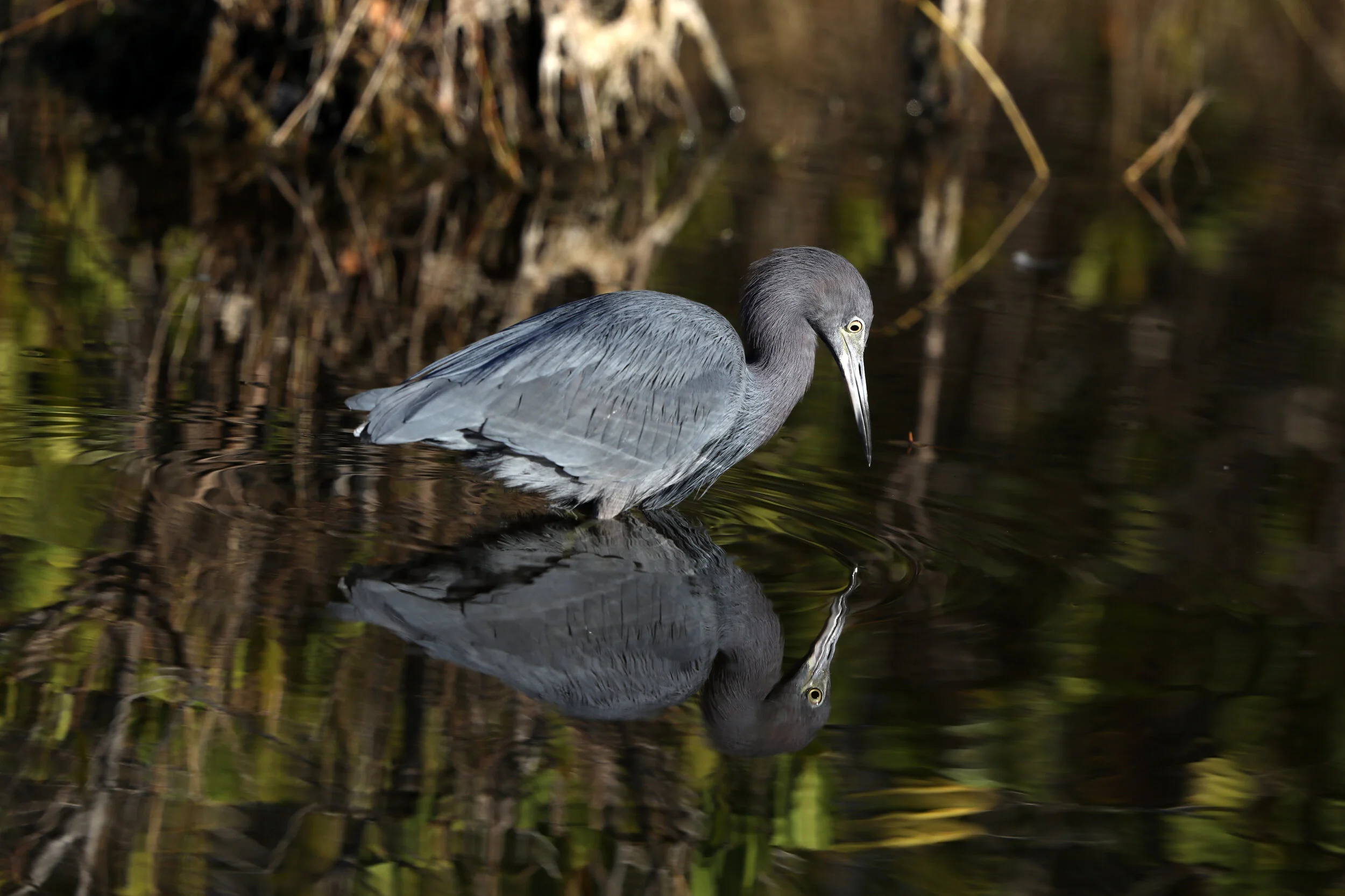 bird landscapes — joseph randell