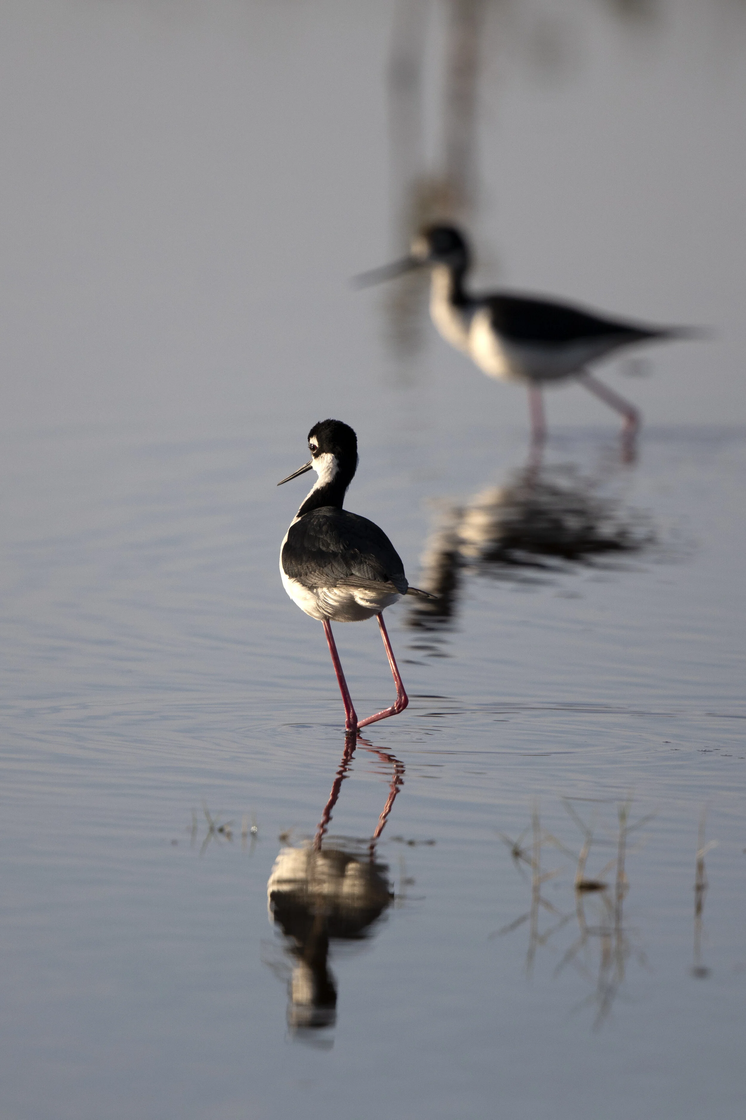 bird landscapes — joseph randell