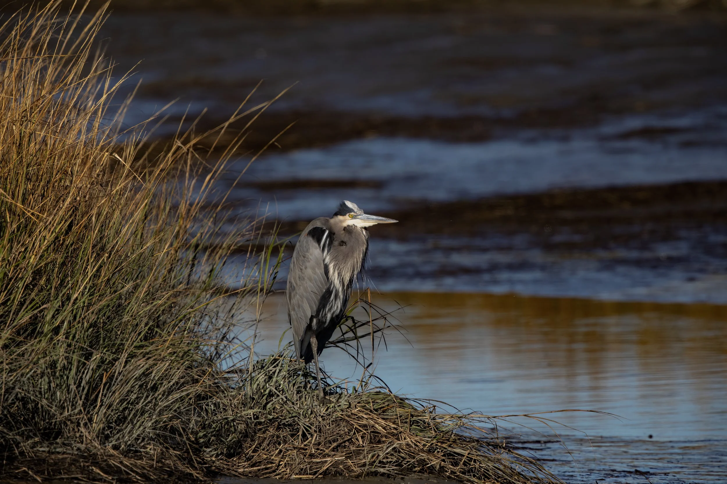 bird landscapes — joseph randell
