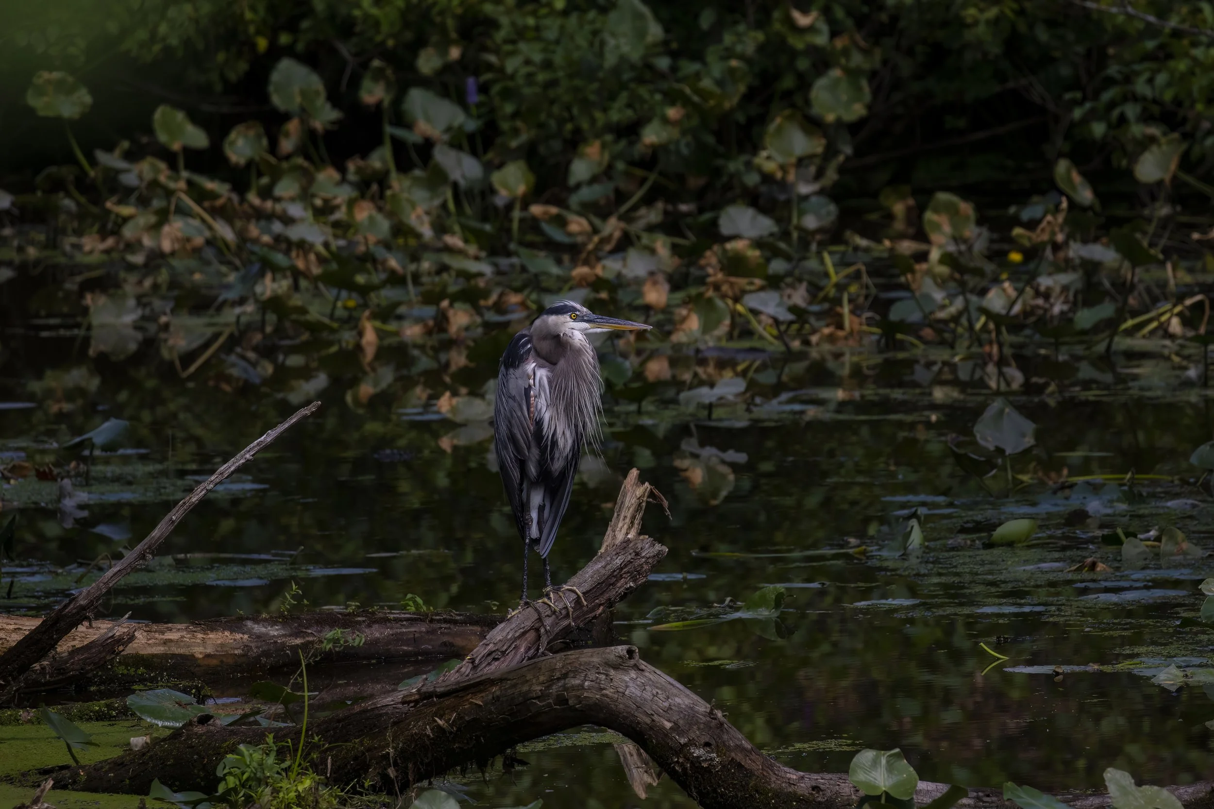 bird landscapes — joseph randell