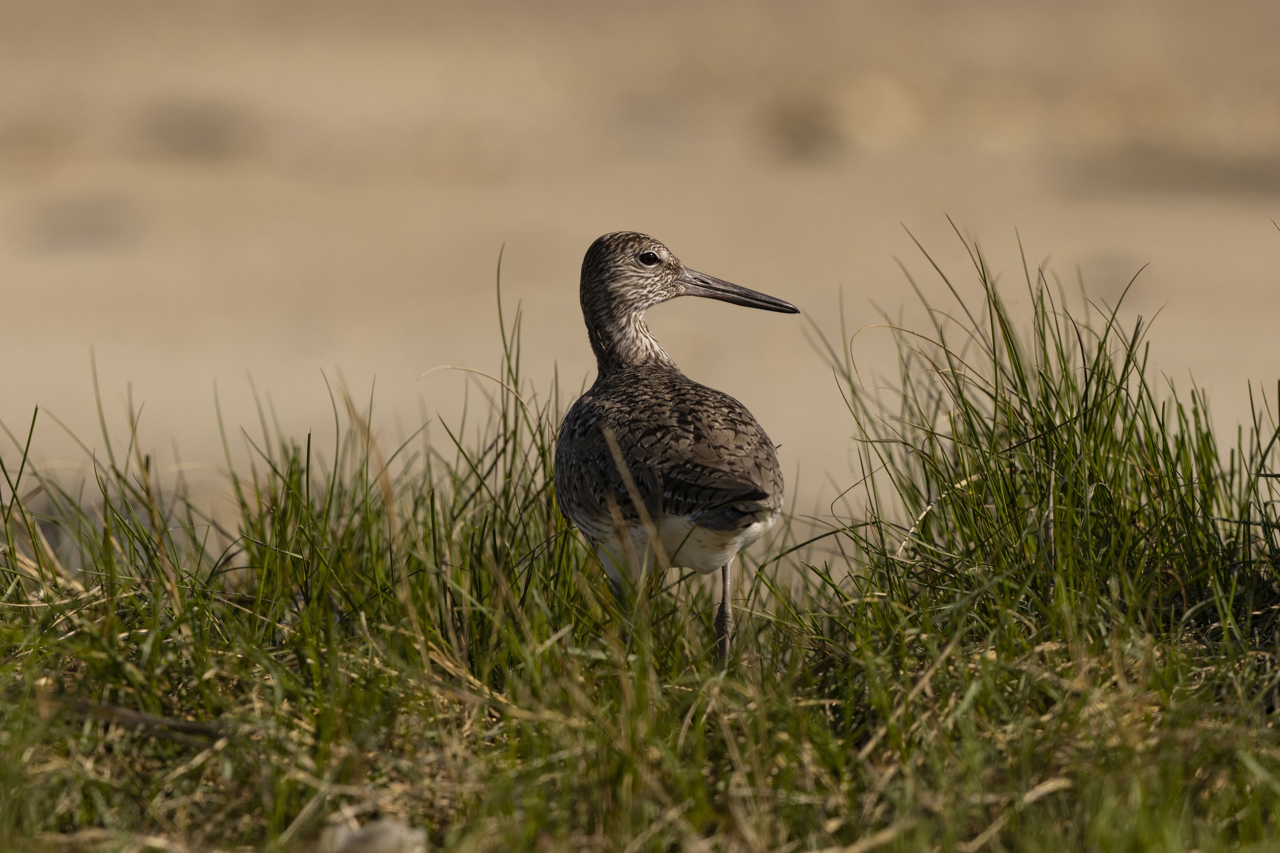 bird landscapes — joseph randell
