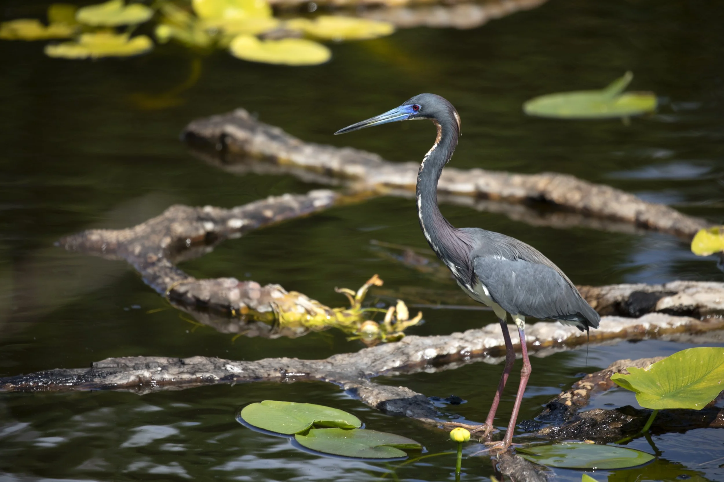 bird landscapes — joseph randell