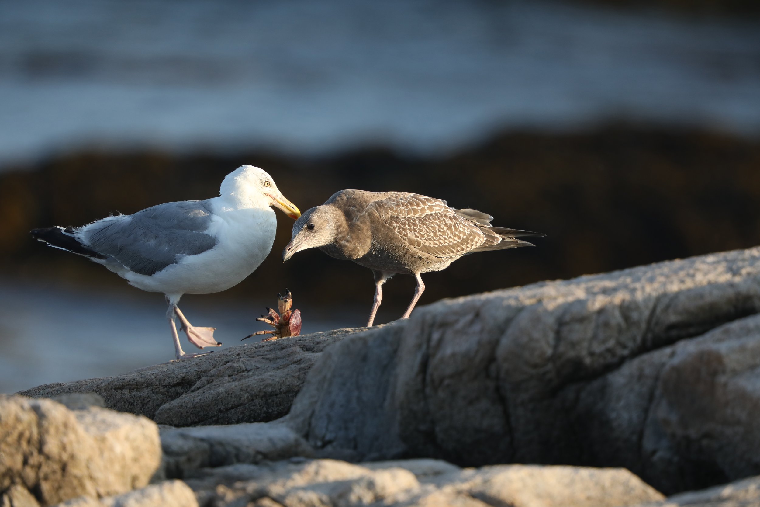 bird landscapes — joseph randell