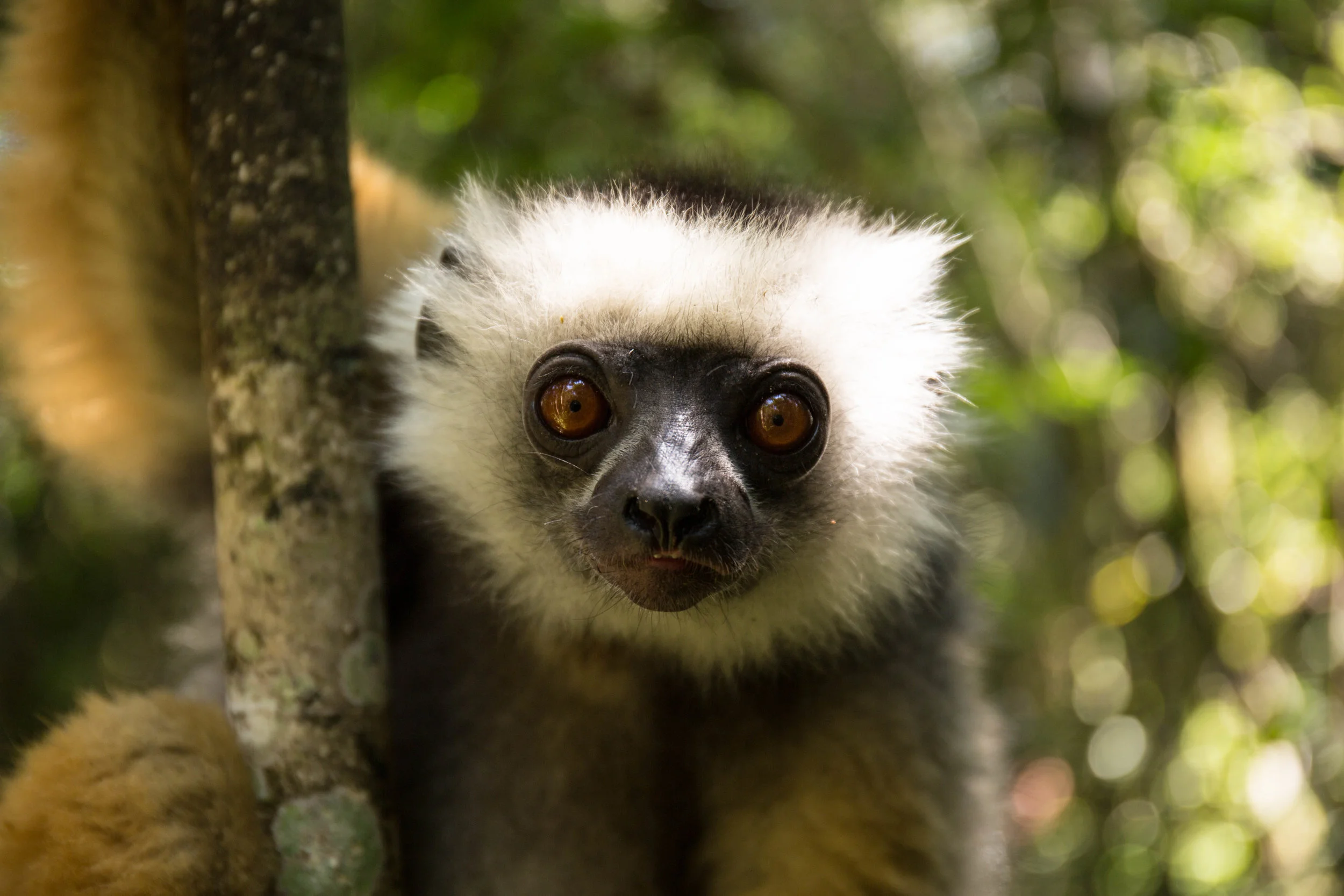 Parc National Andasibe Mantadia, Madagascar — YOLO Traveller