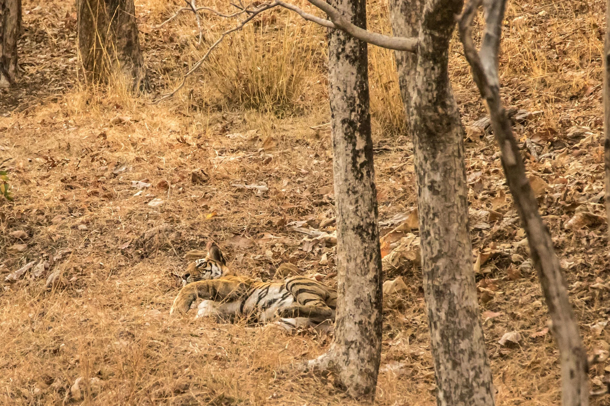 Our First Tiger (and more) at ... Pench National Park & Tiger Reserve ...