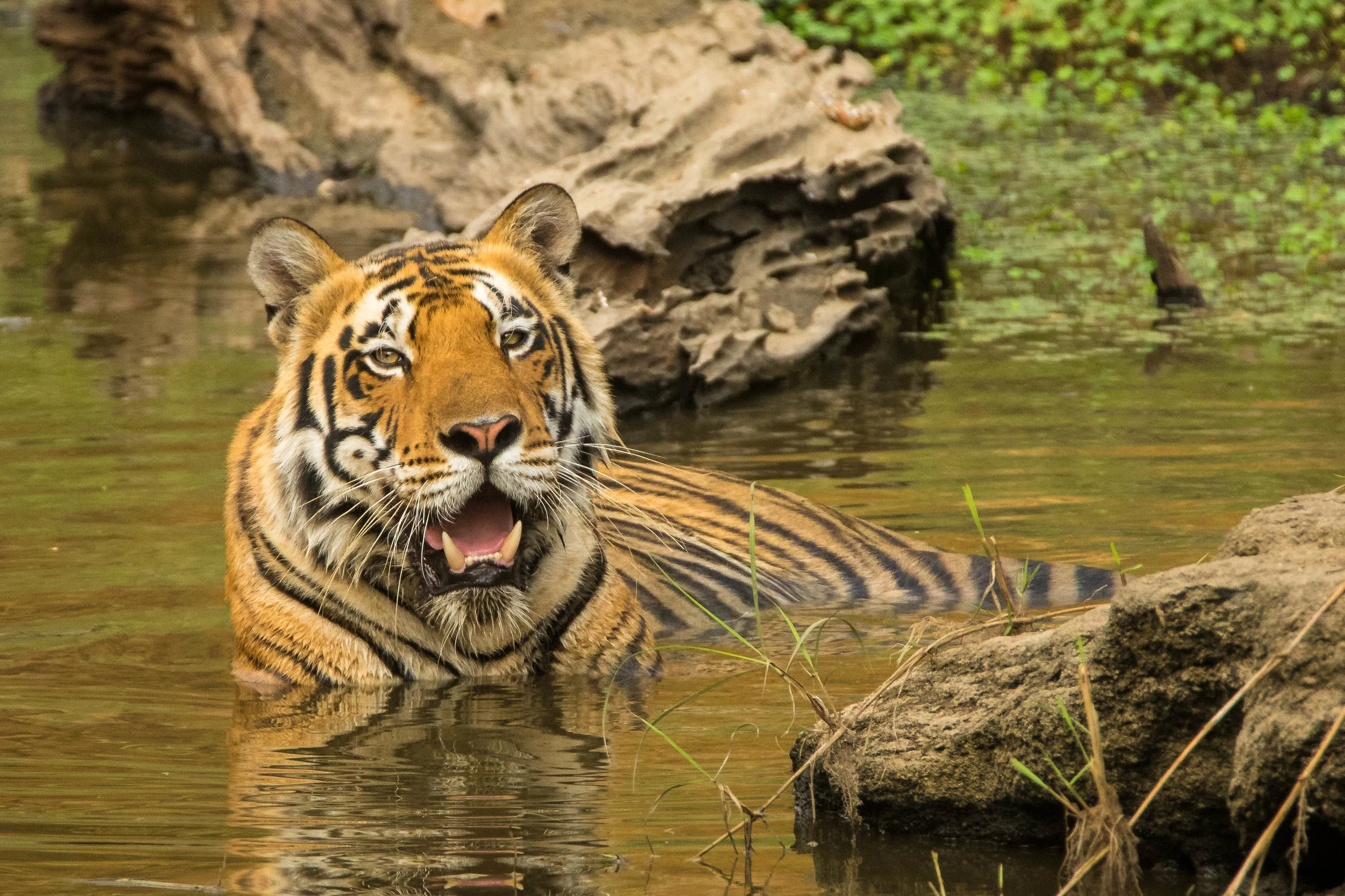 Tigers Up Close and Personal in Kanha National Park & Tiger Reserve ...