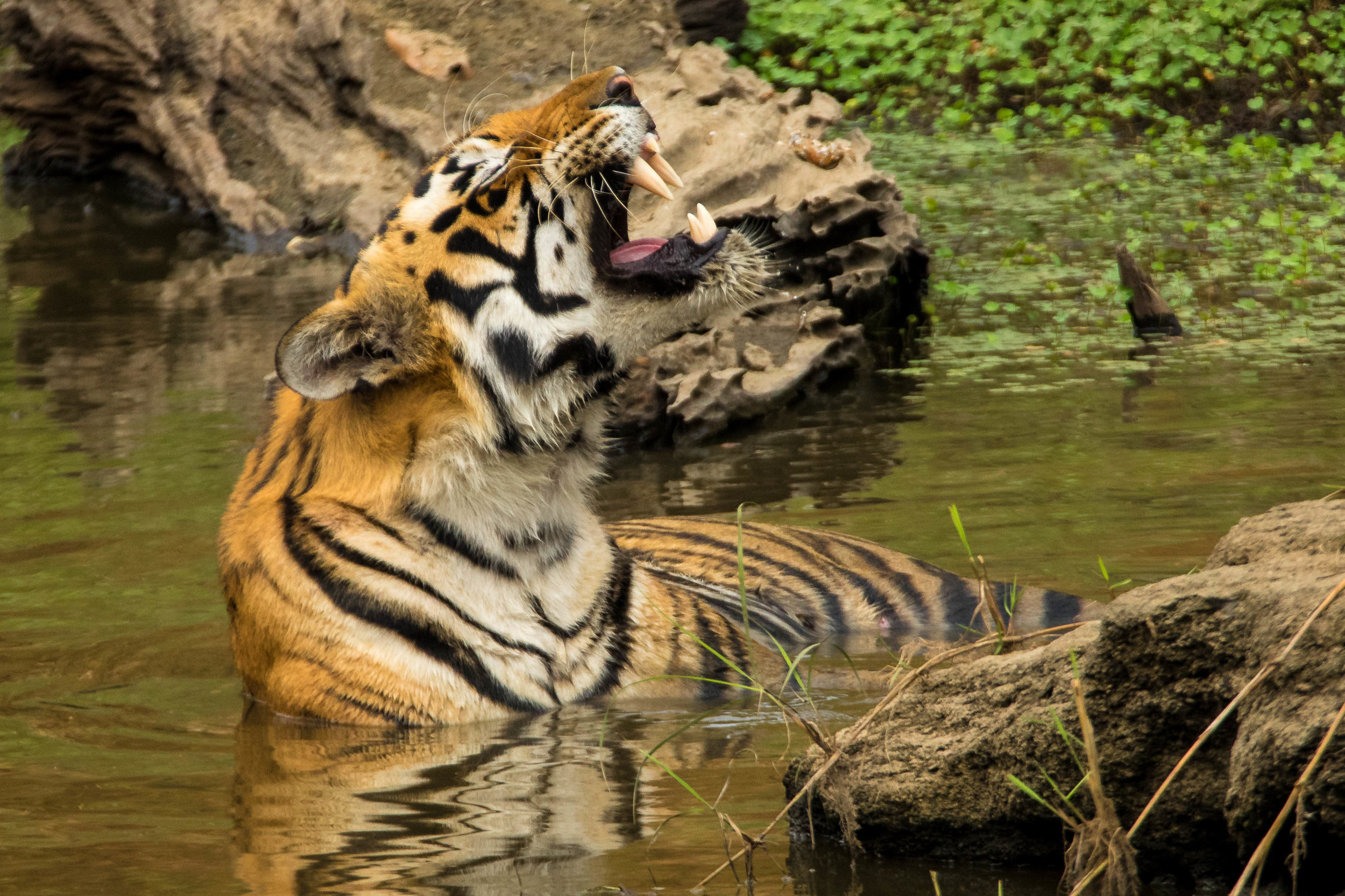 Tigers Up Close and Personal in Kanha National Park & Tiger Reserve ...