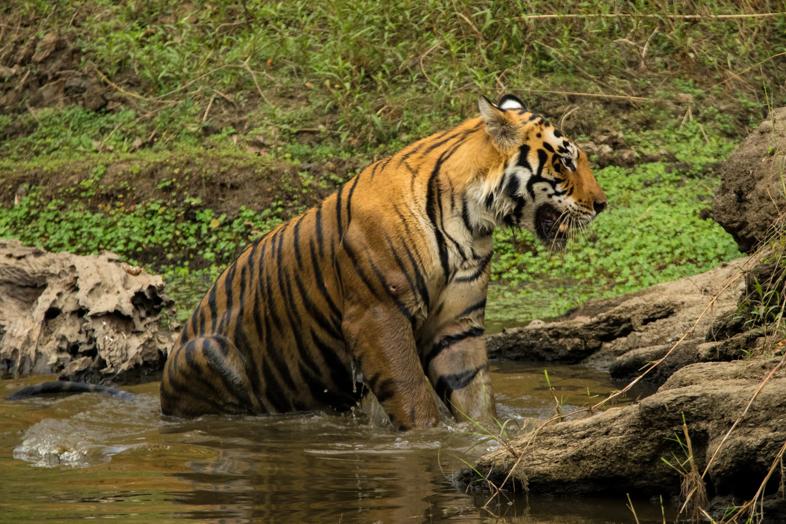 Tigers Up Close and Personal in Kanha National Park & Tiger Reserve ...