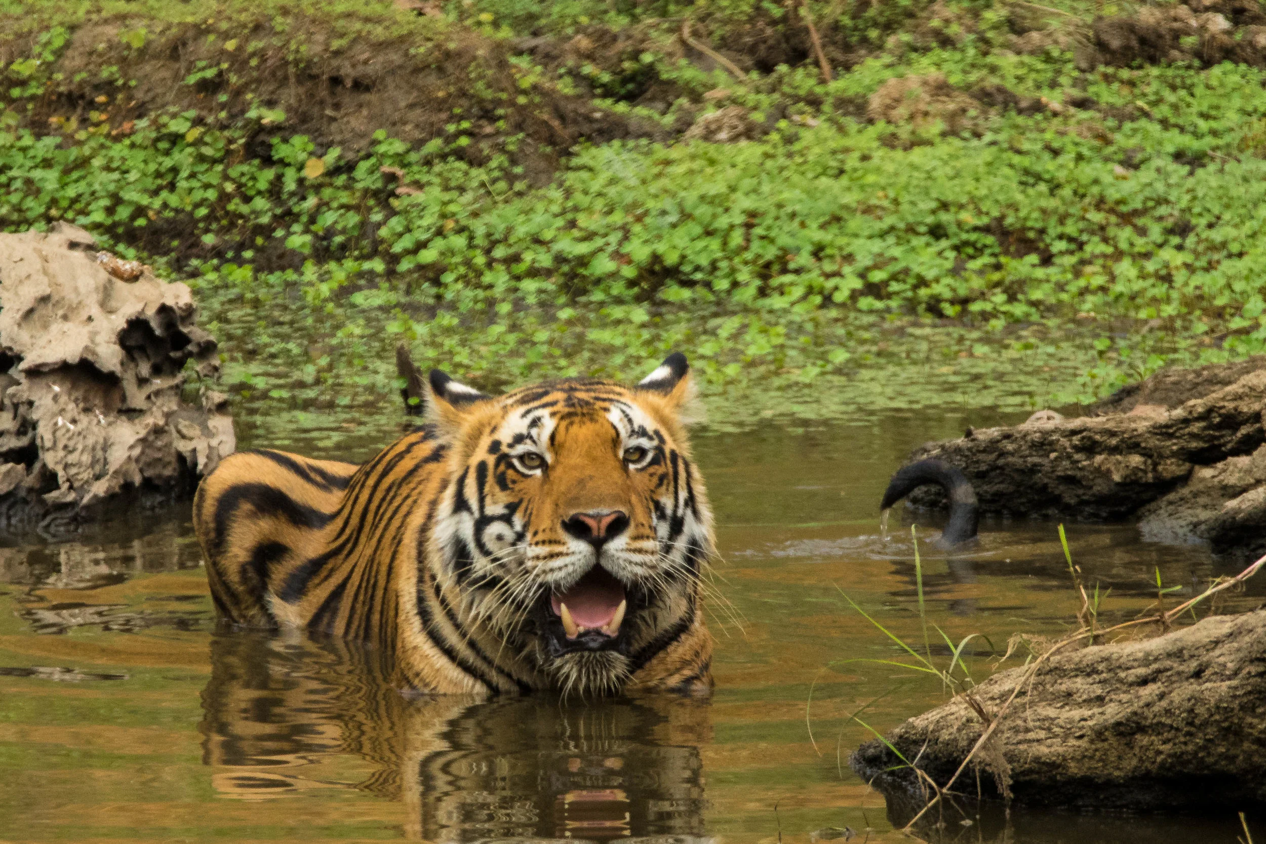 Tigers Up Close and Personal in Kanha National Park & Tiger Reserve ...