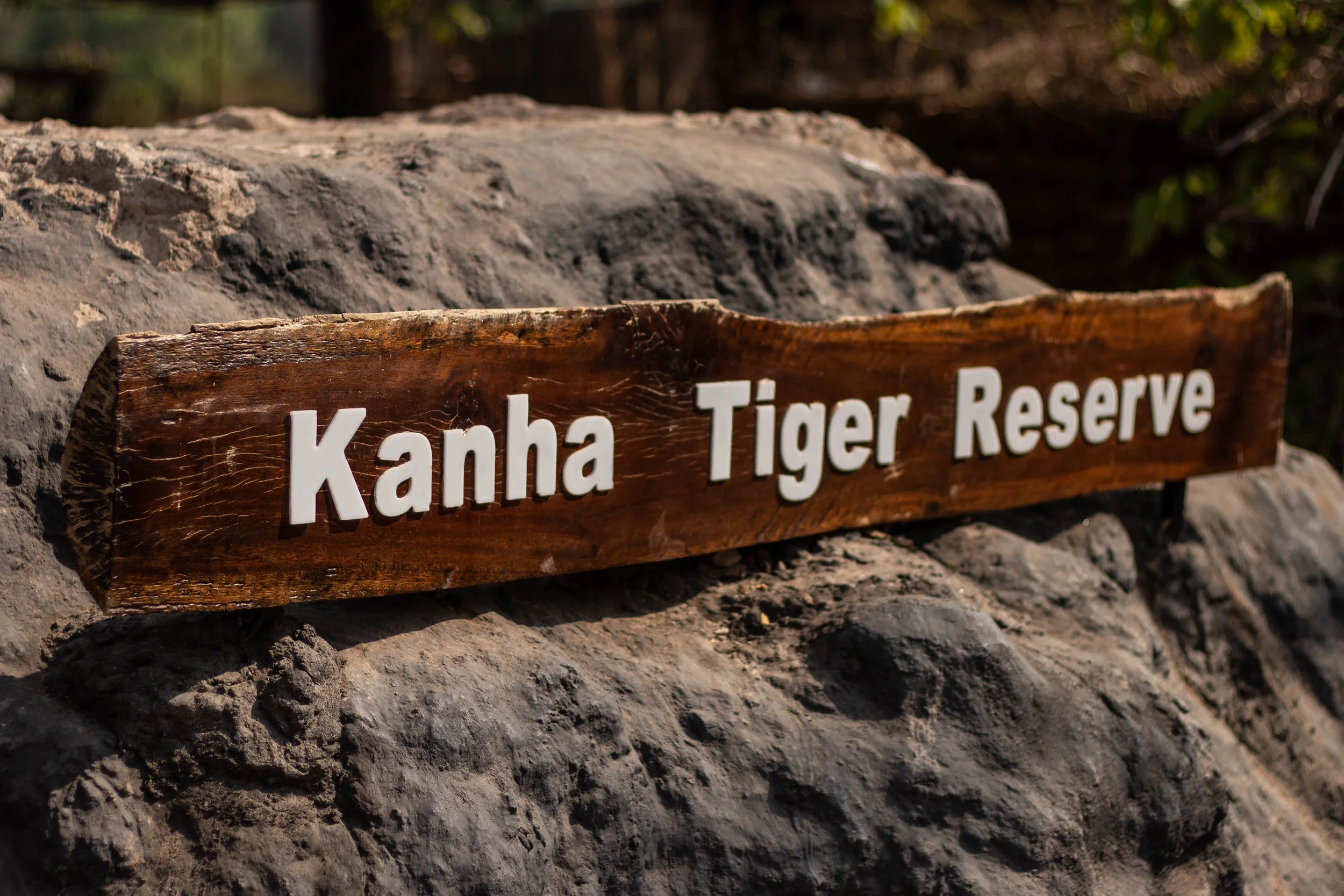 Tigers Up Close and Personal in Kanha National Park & Tiger Reserve ...