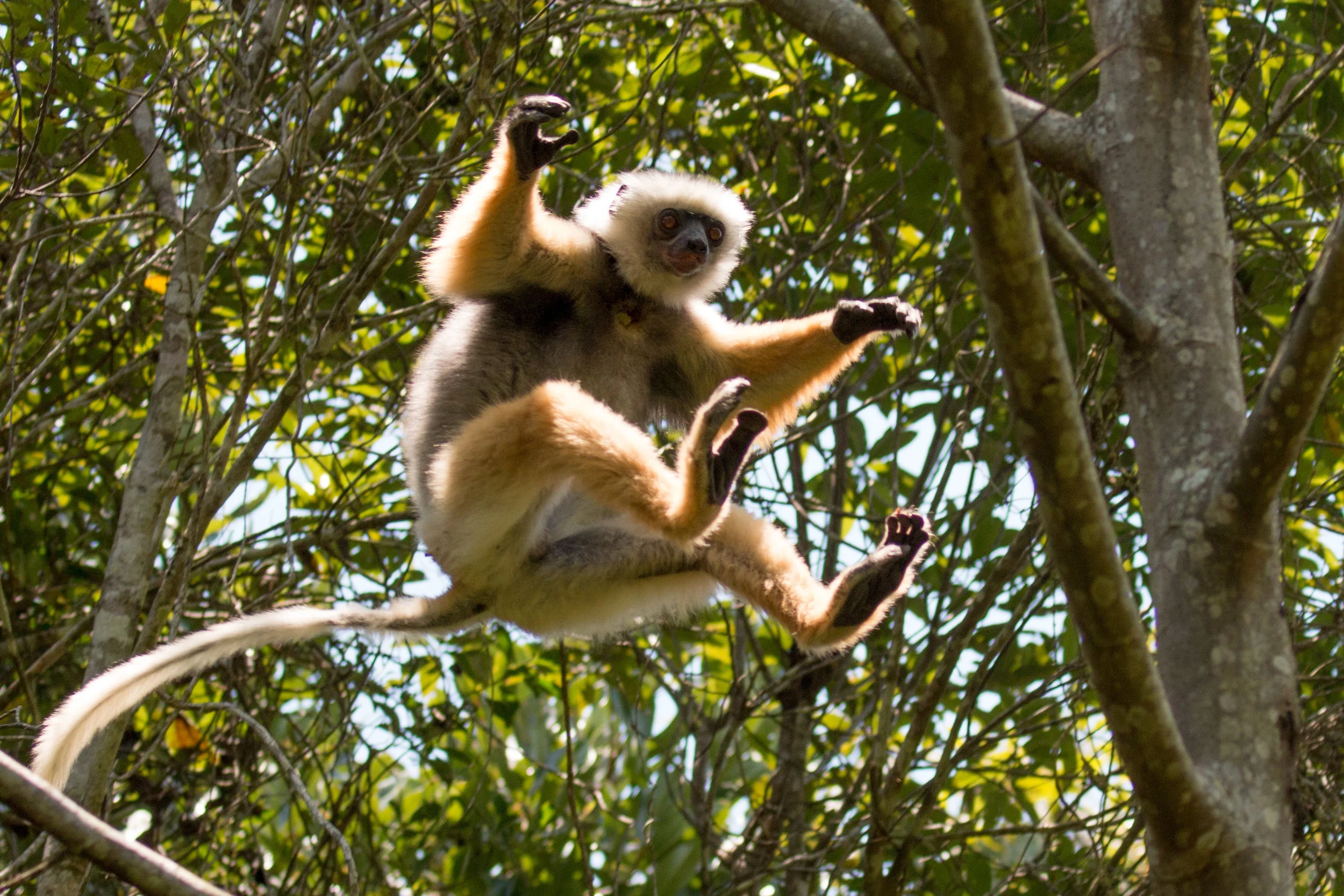 Parc National Andasibe Mantadia, Madagascar — YOLO Traveller