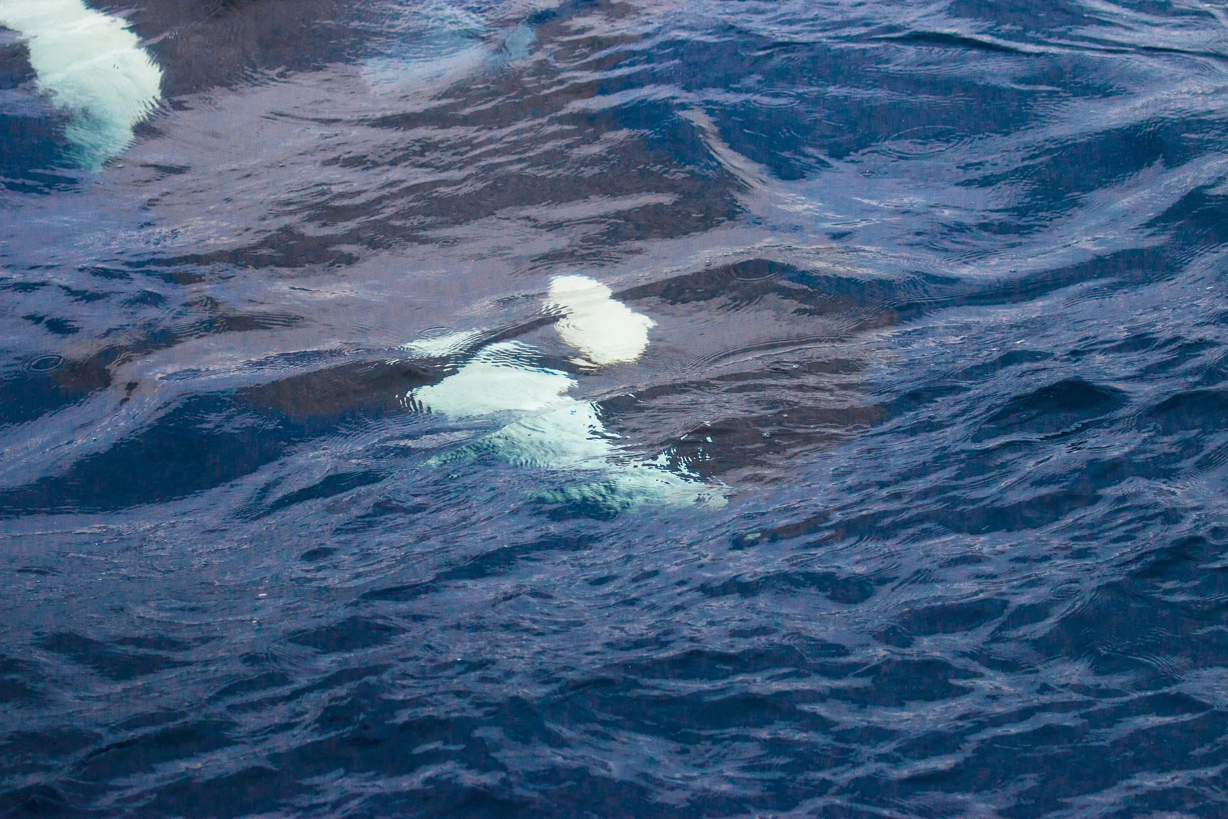 Orca Whale-Watching in the Bremer Canyon, WA — YOLO Traveller