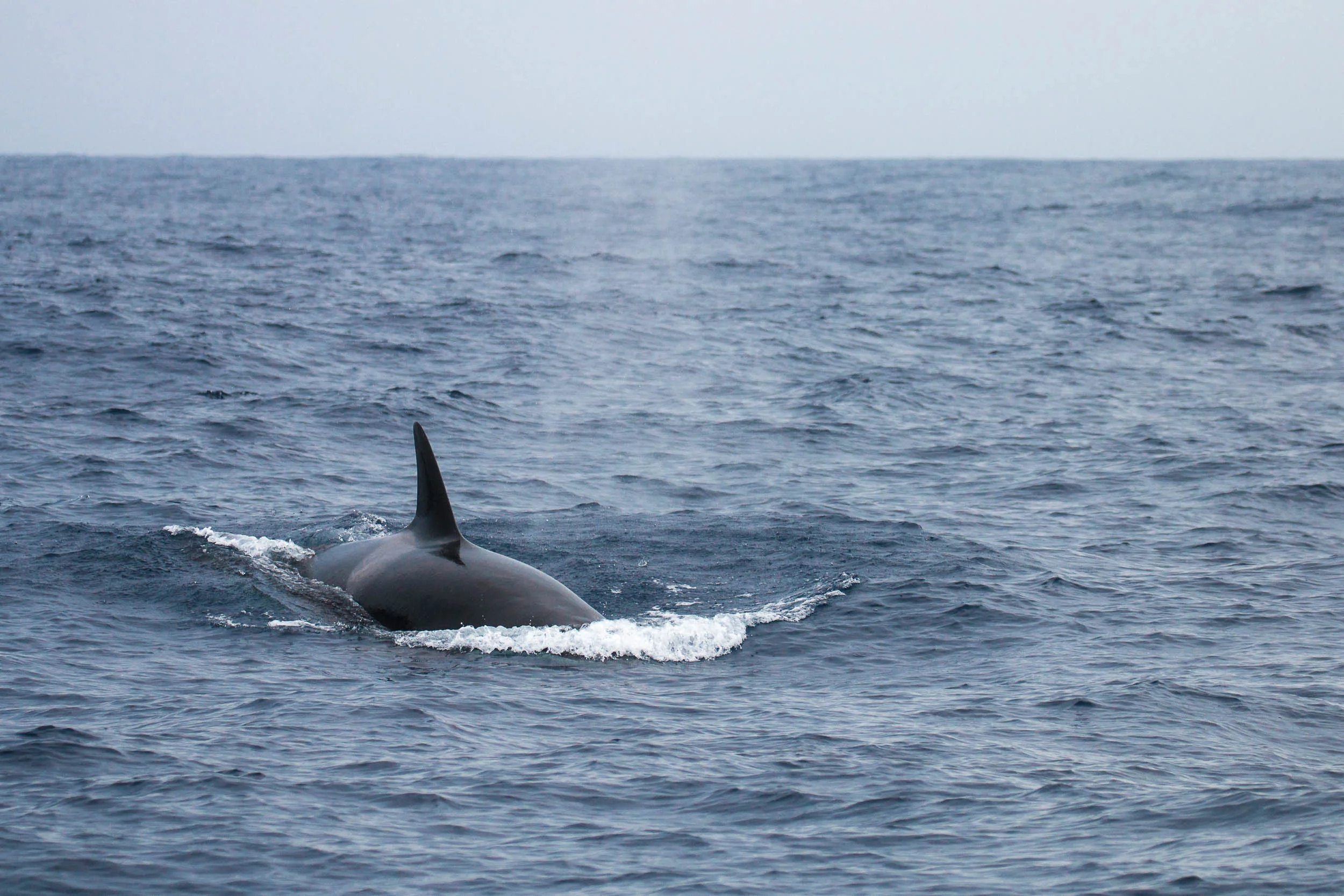 Orca Whale-Watching in the Bremer Canyon, WA — YOLO Traveller
