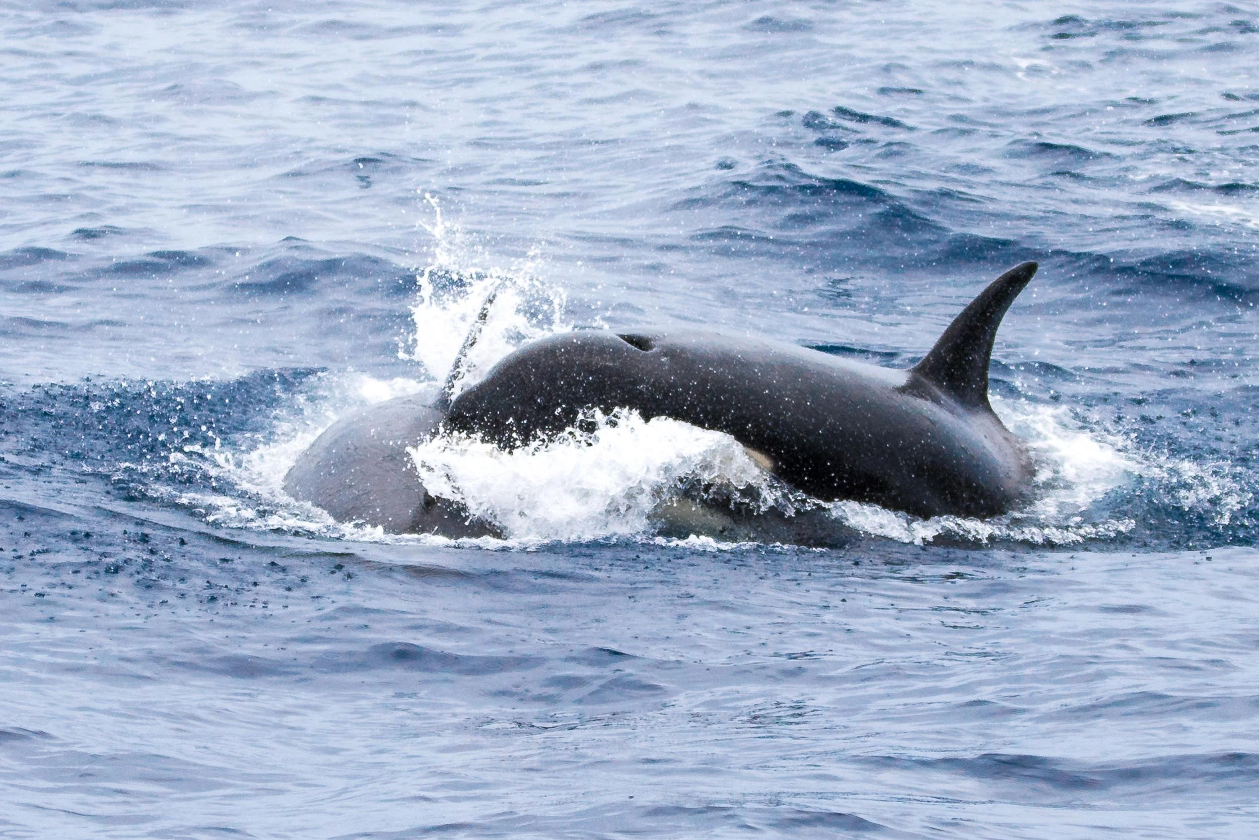 Orca Whale-Watching in the Bremer Canyon, WA — YOLO Traveller