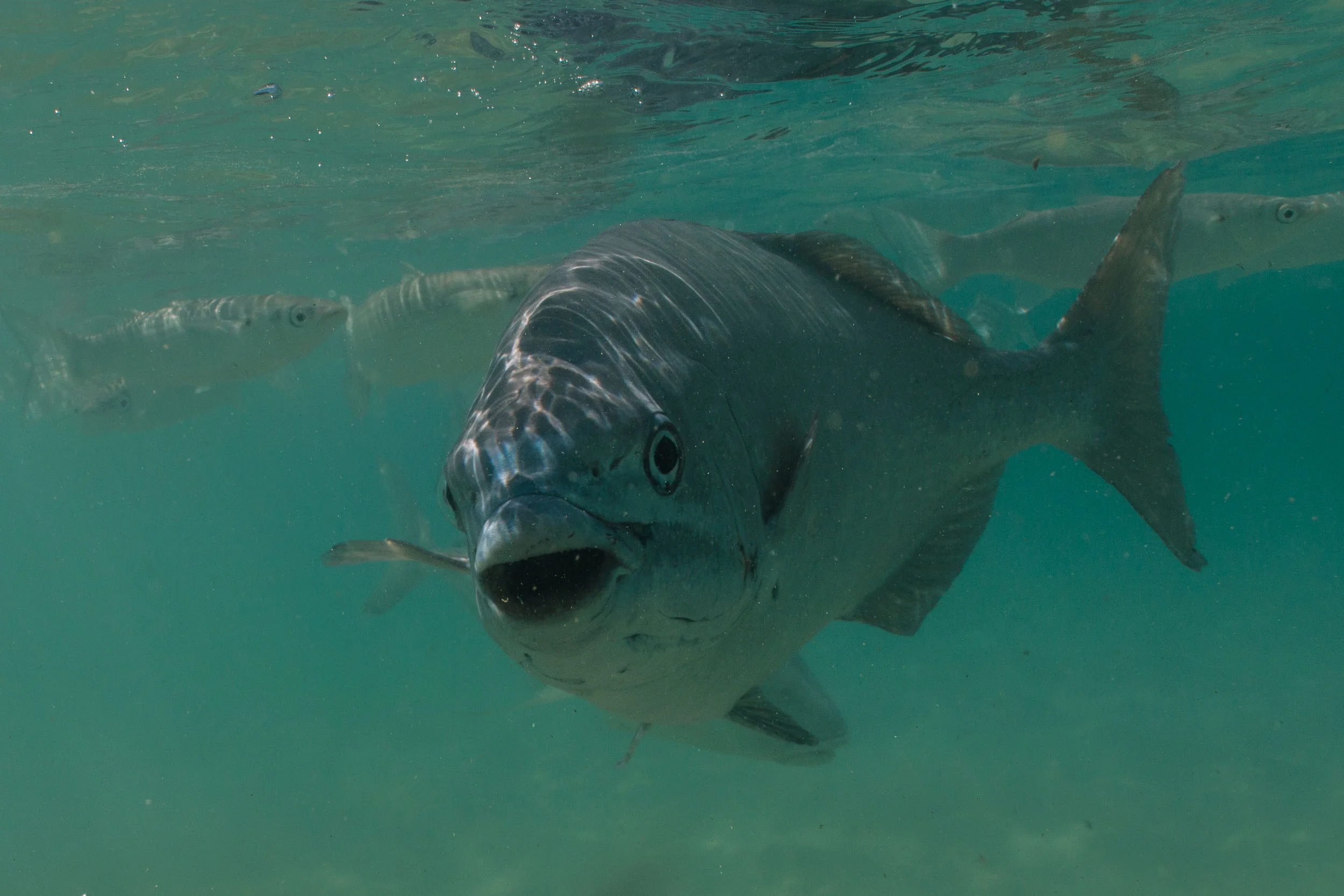 How to Enjoy Australia's Lord Howe Island — YOLO Traveller