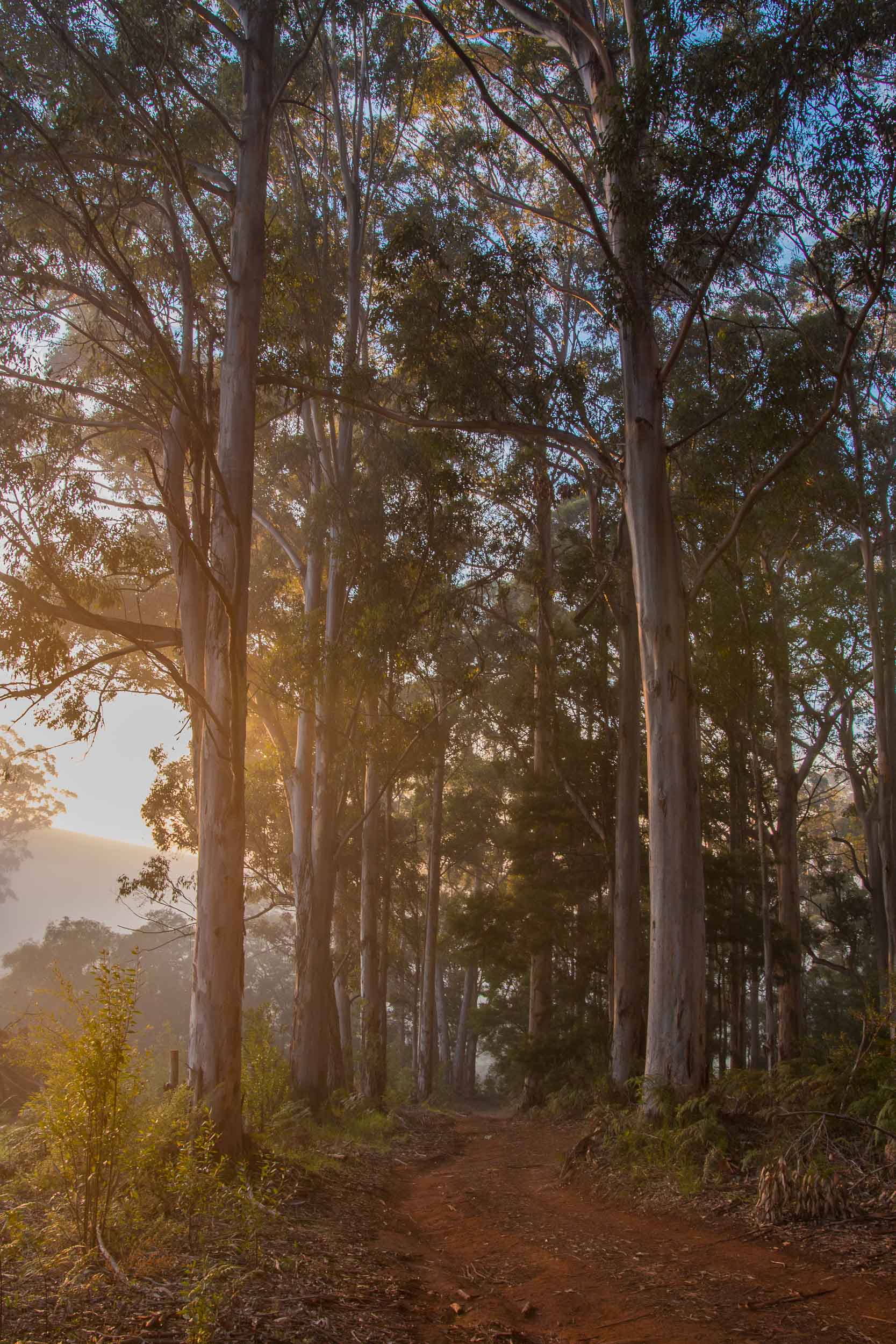 West Aussie Delicacies taking the World by Storm – Truffle Hunting in ...